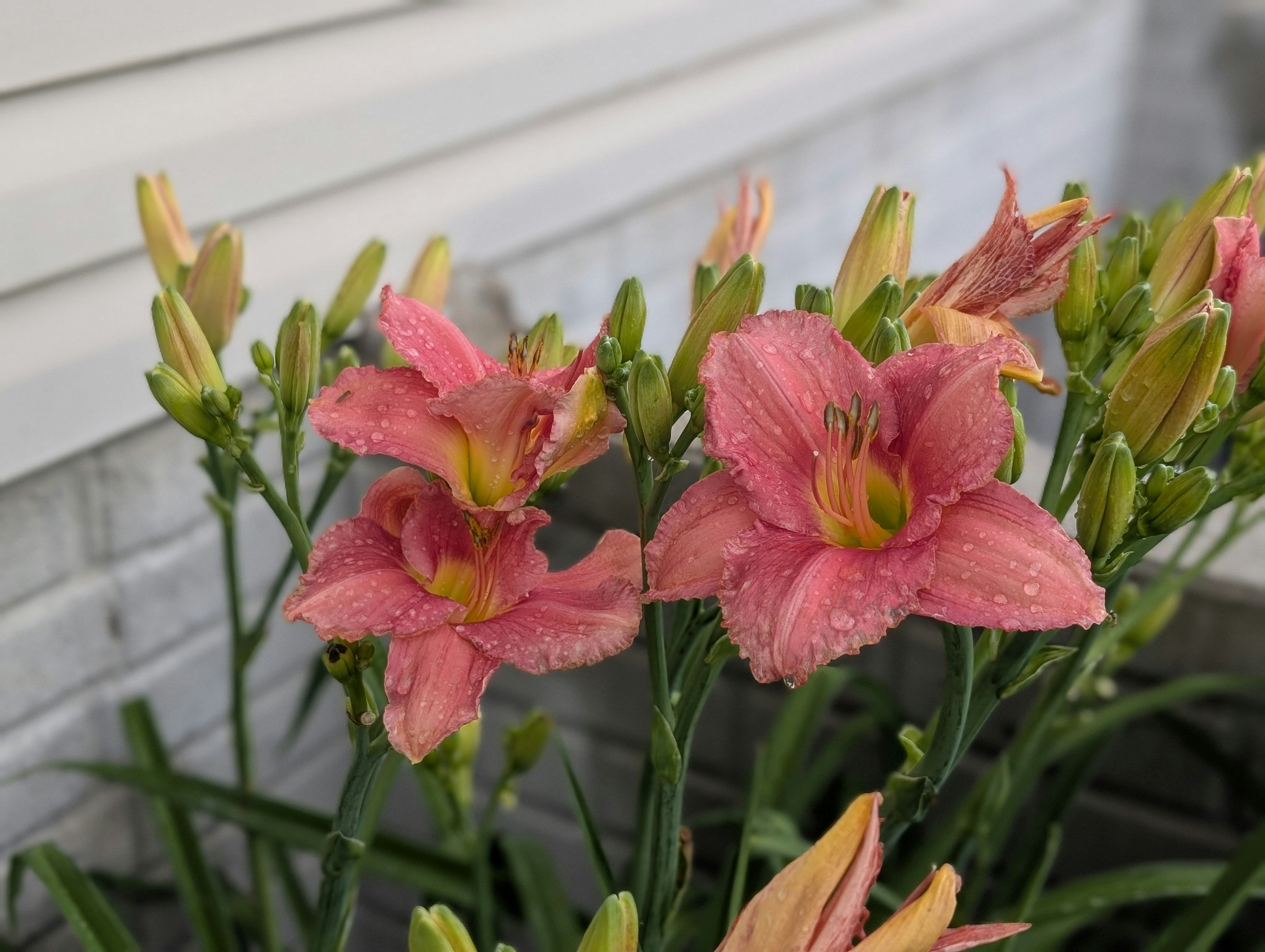 Pretty in Pink lilies in full blossom | Pink daylilies bloom in front of a house.