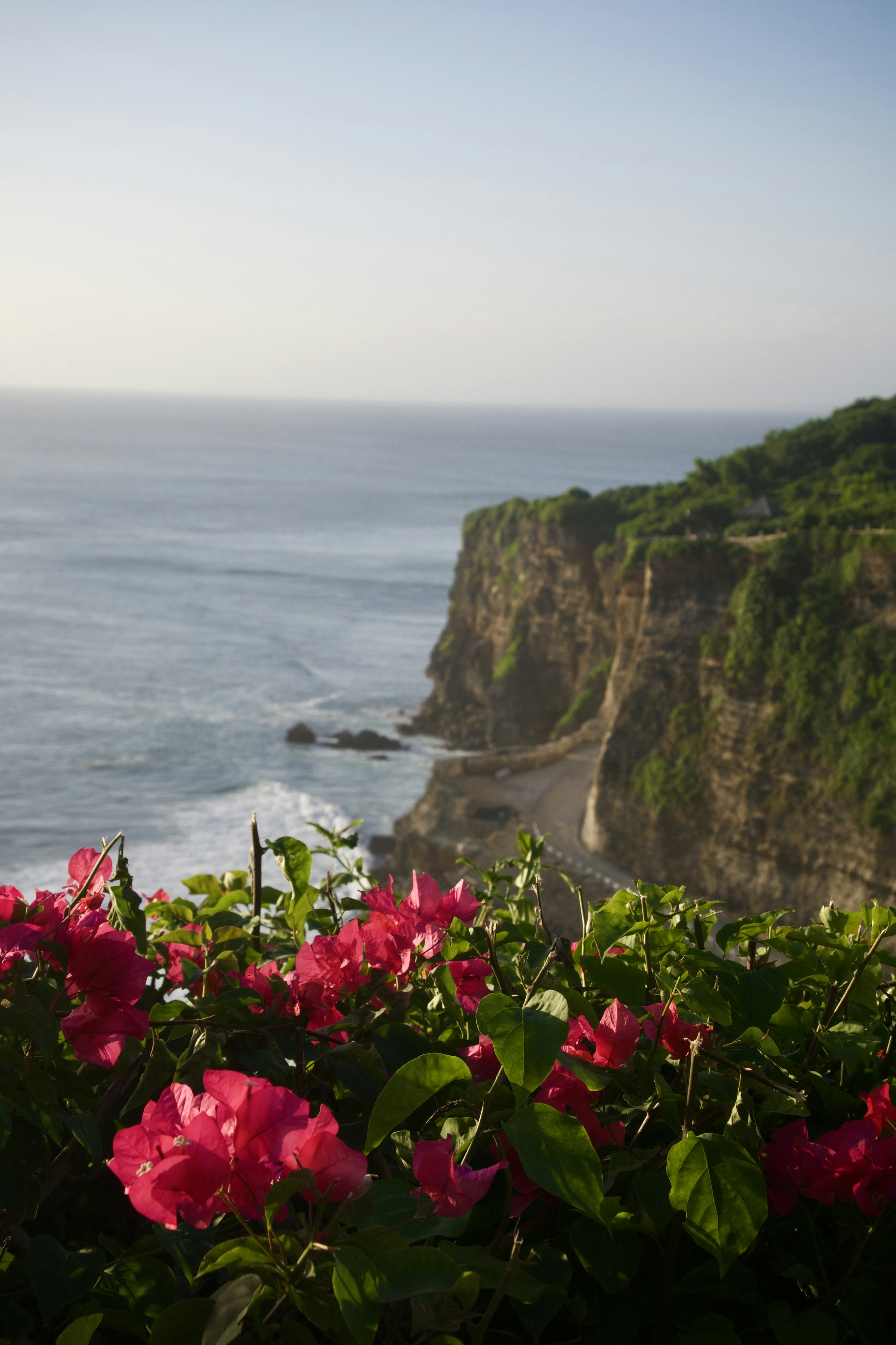 Vibrant Blooms at Cliffside Overlook