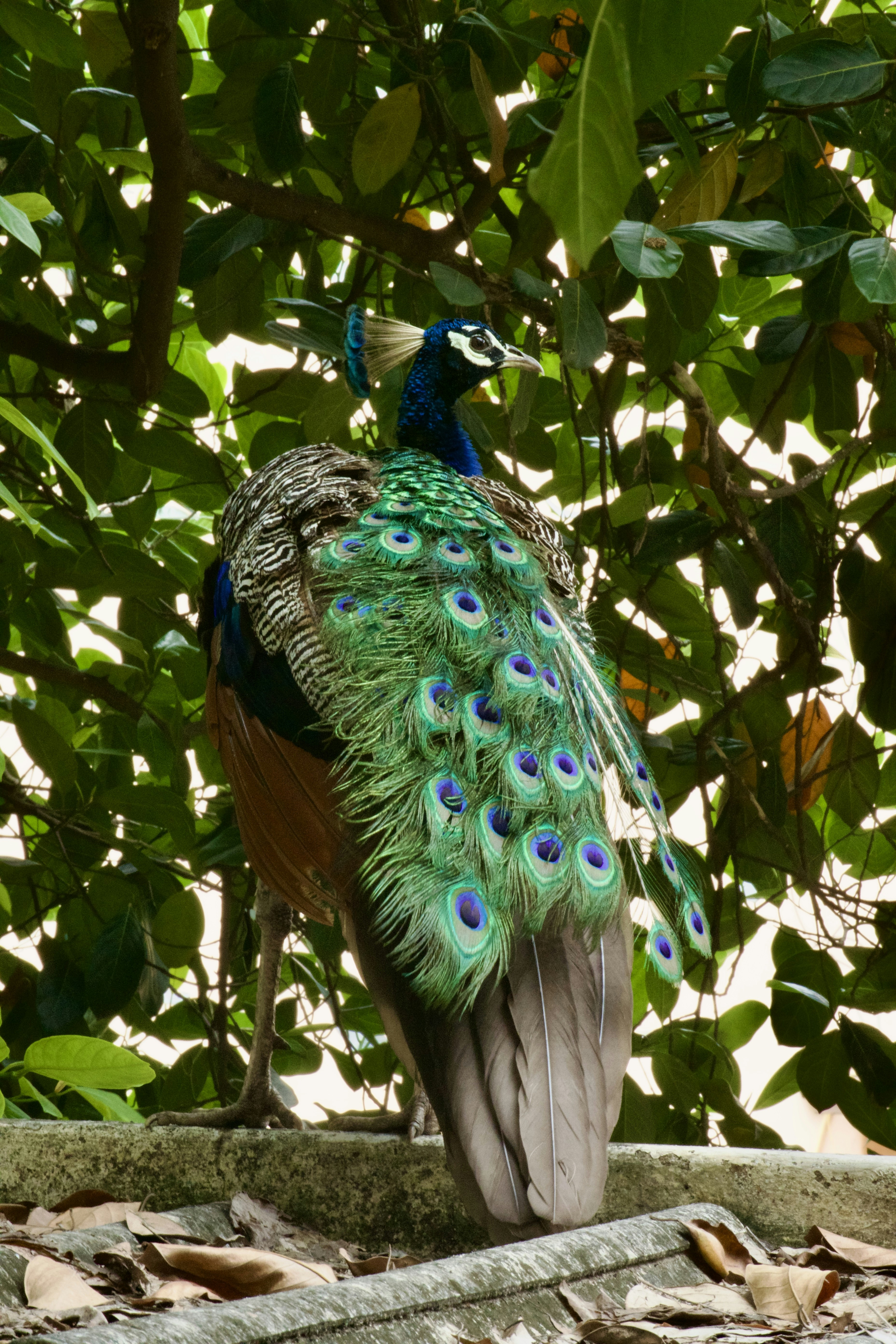 peacock | A vibrant peacock displays its colorful feathers.