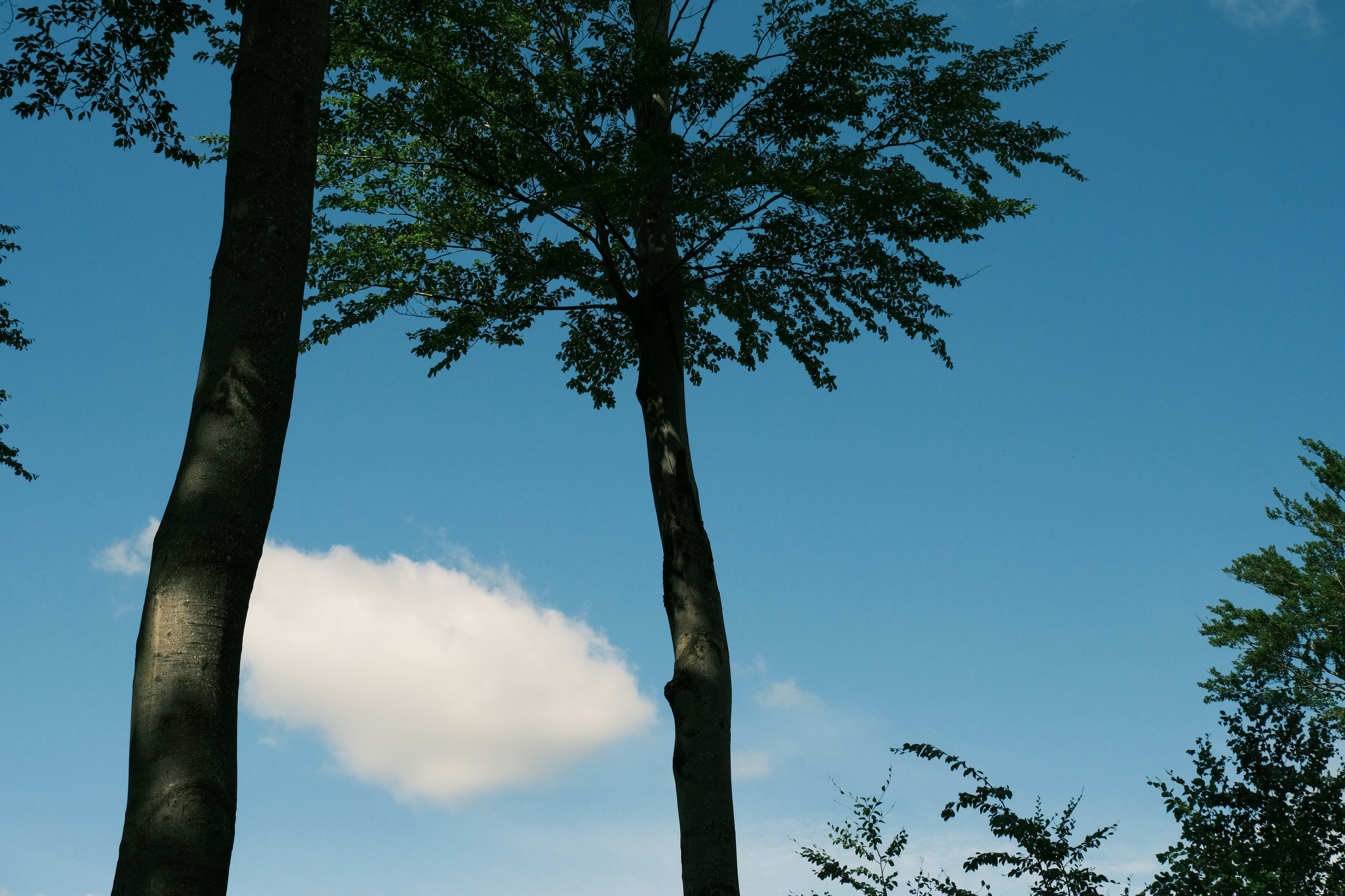 Whispers of the Canopy