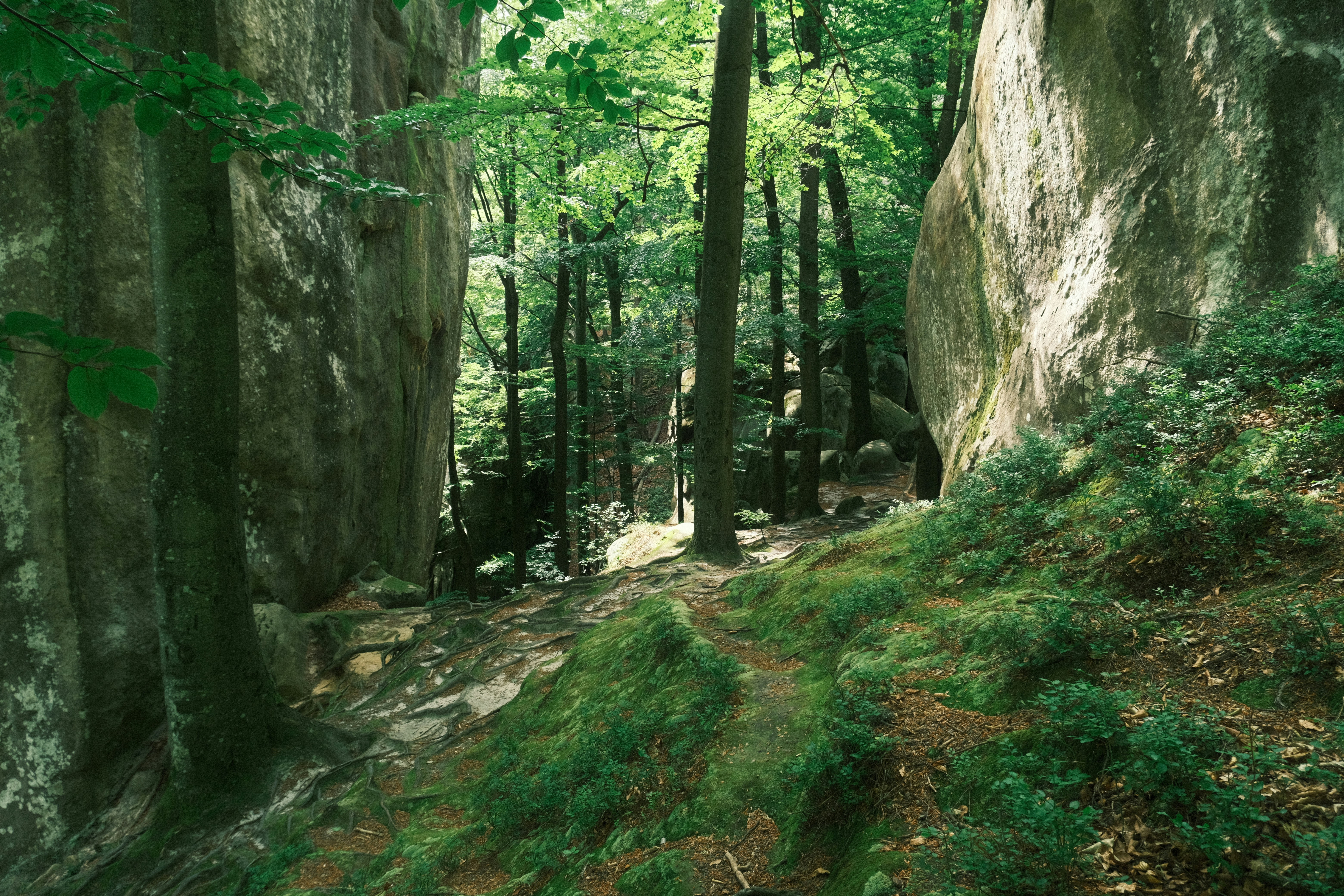 Whispers of the Woodland Path