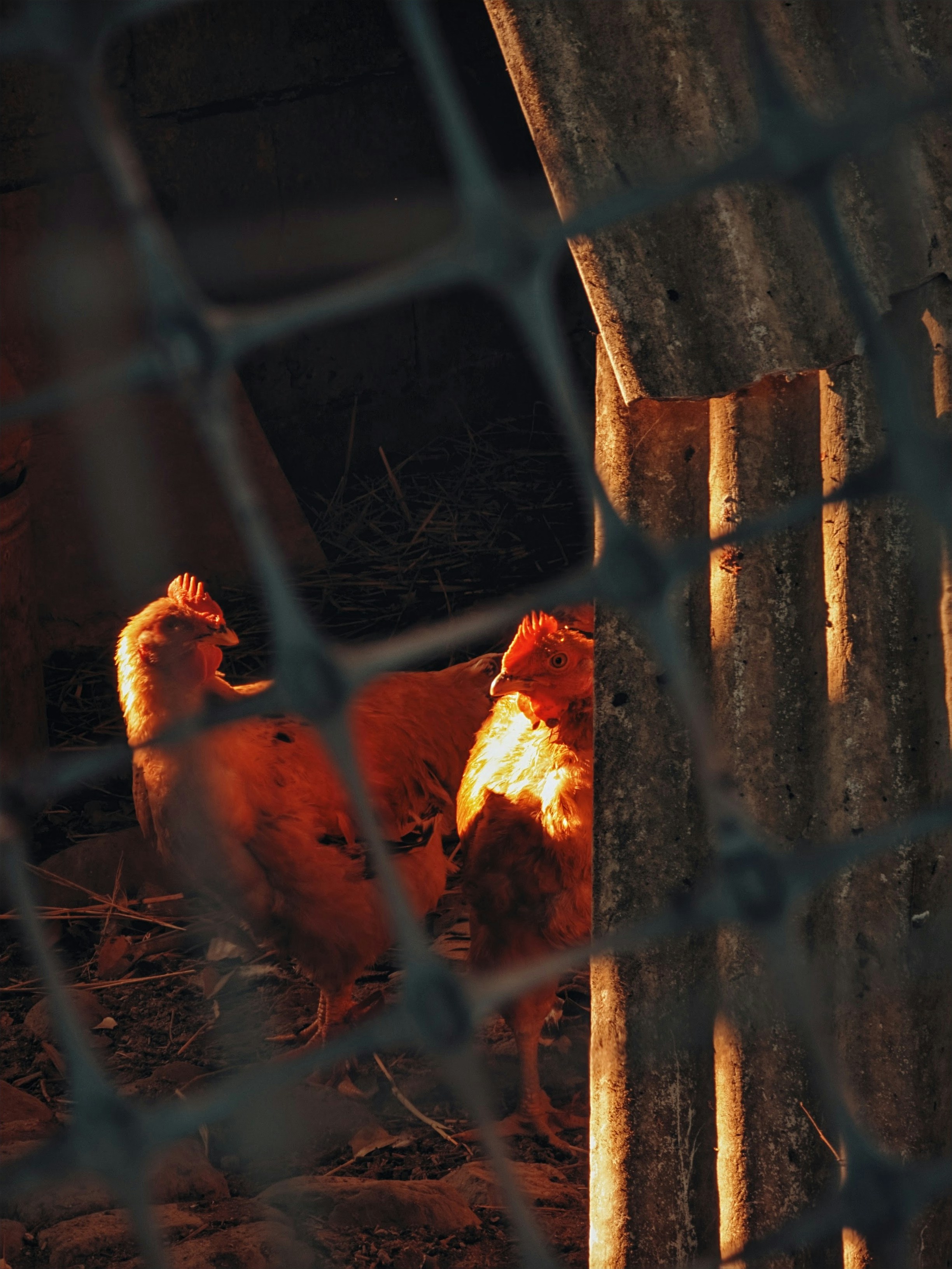 Two chickens are behind a cage.