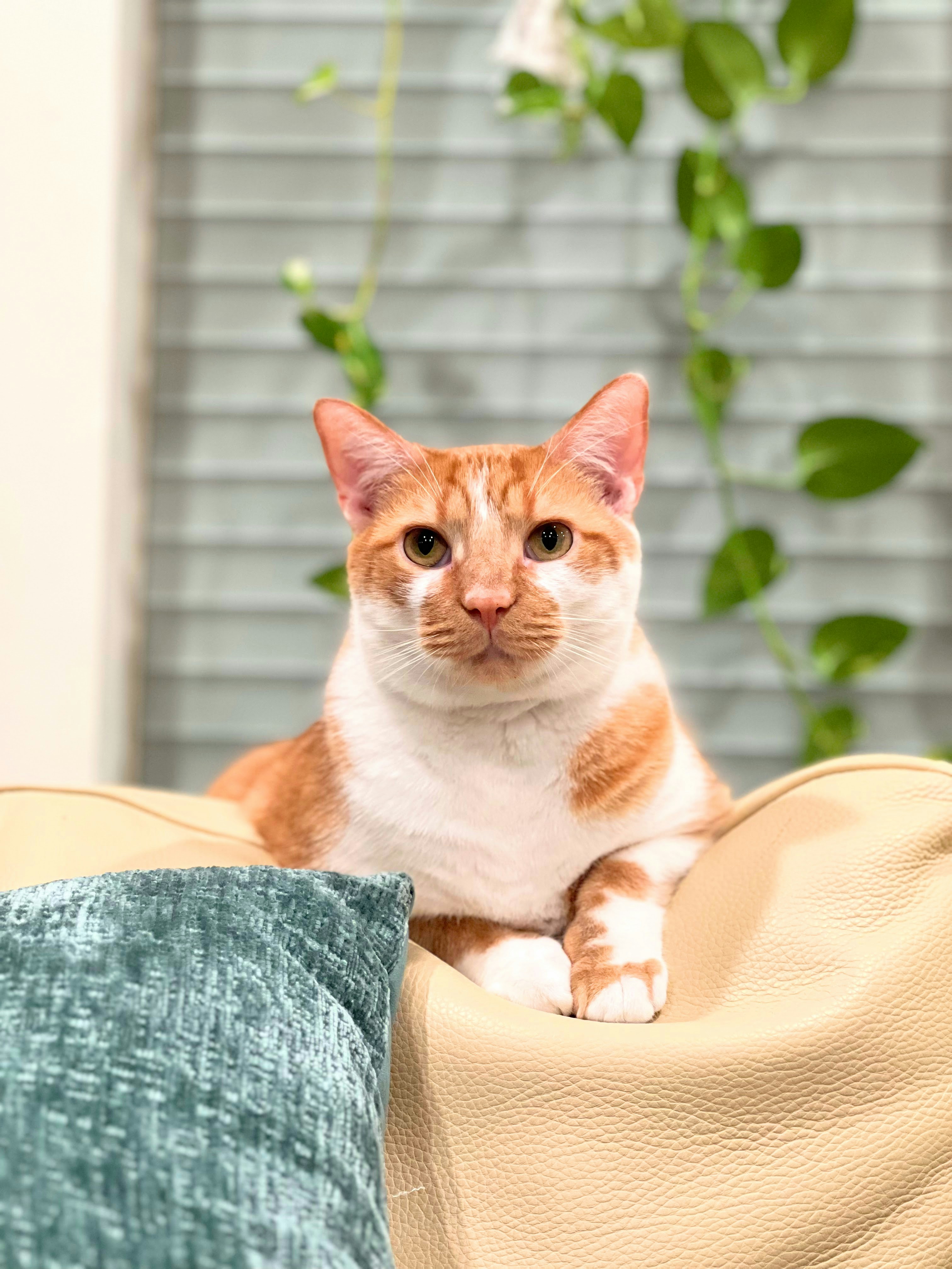 An orange tabby cat relaxing on a sofa cushion | An orange and white cat looks toward the camera.