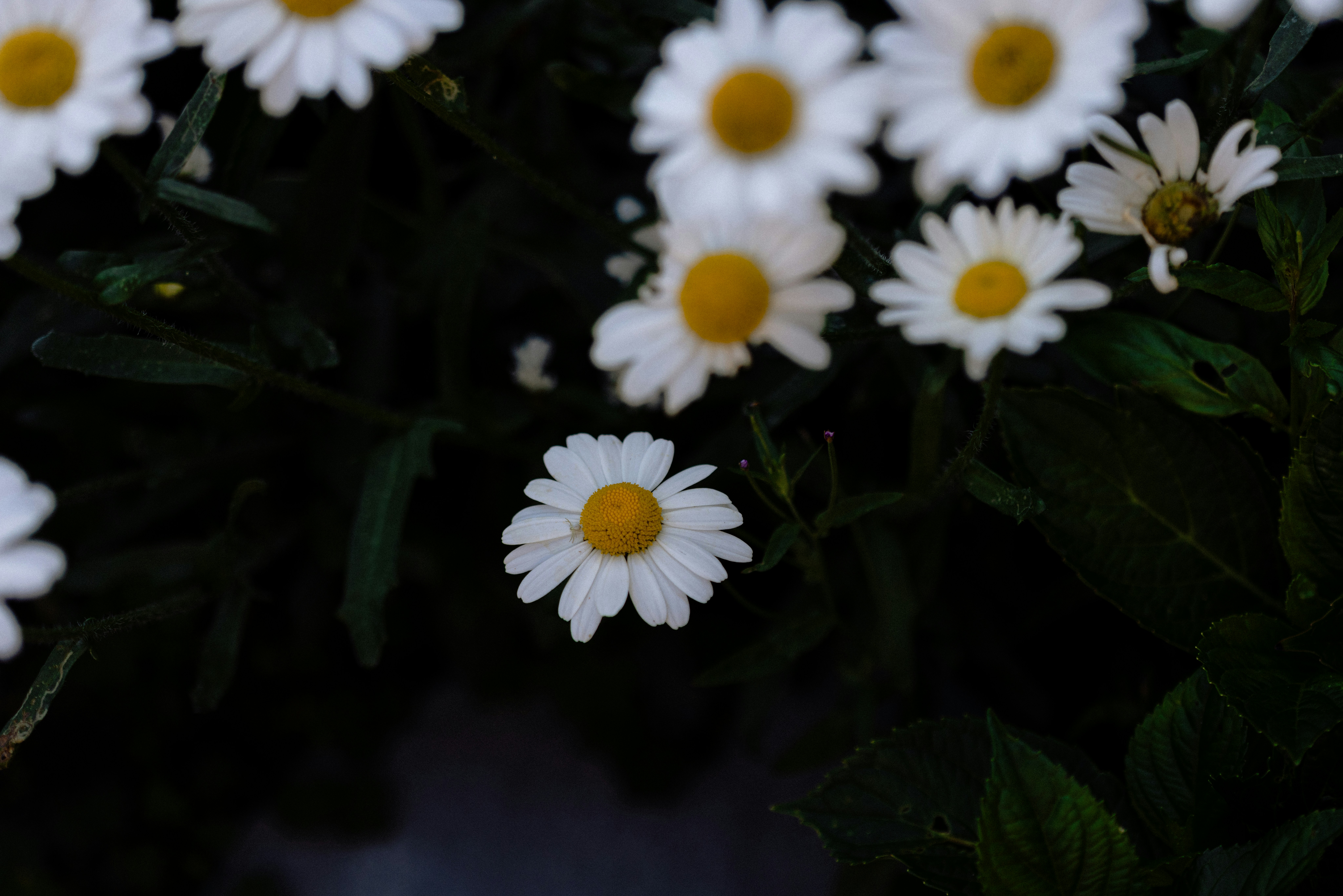 Daisies bloom against a backdrop of greenery.