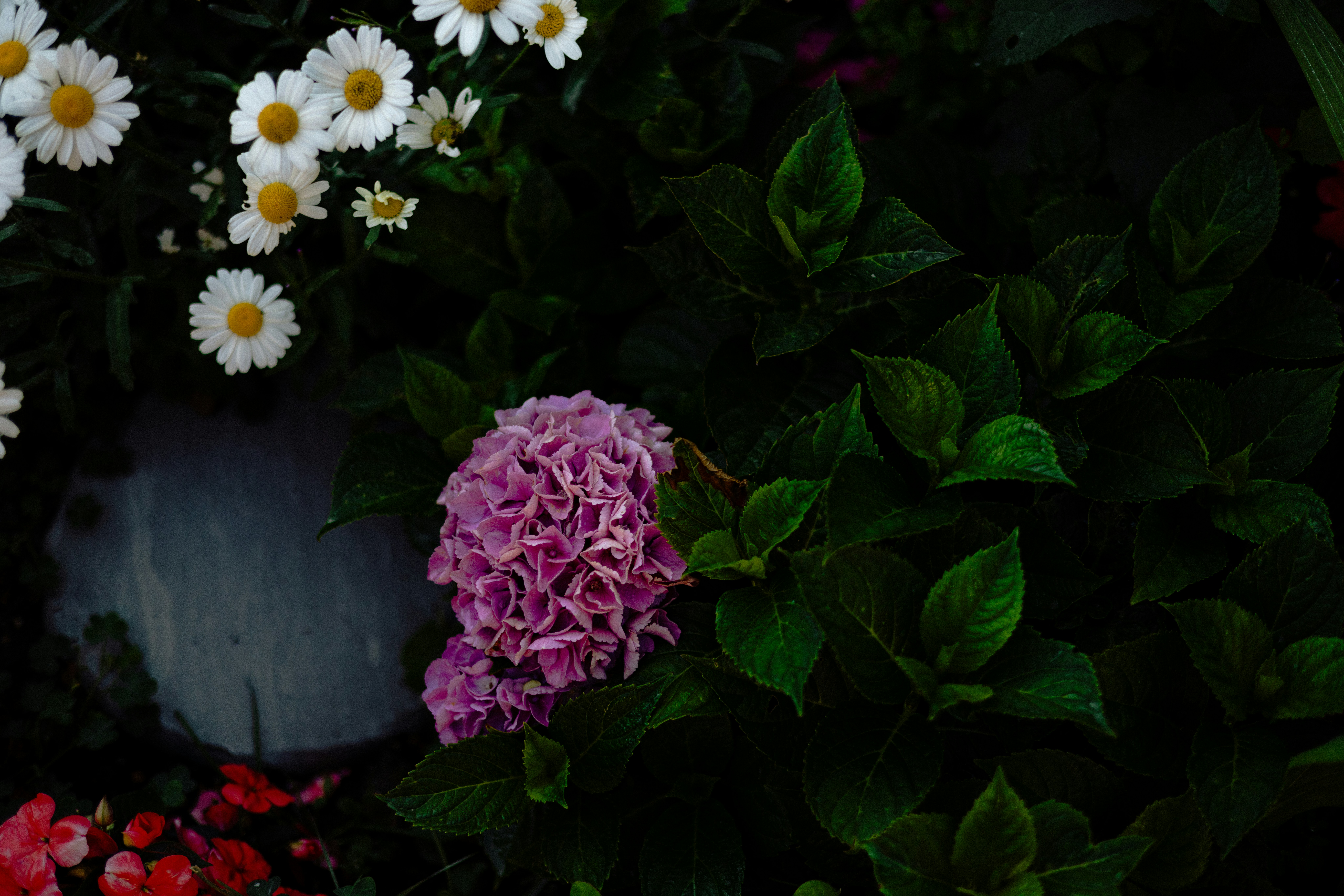 Daisies and hydrangea bloom amidst green foliage.