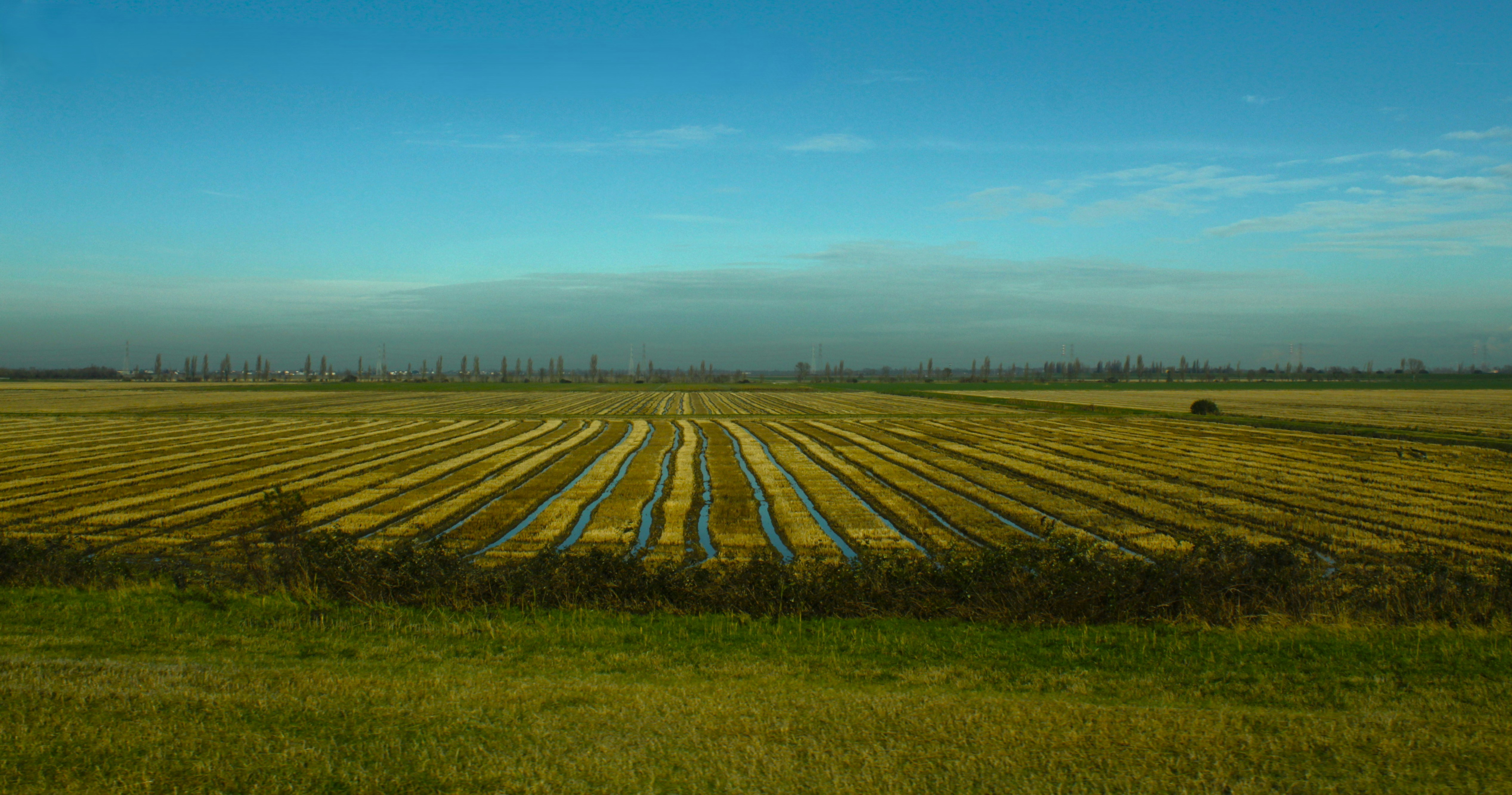 Golden Stripes of Harvest: A Tapestry of Agriculture
