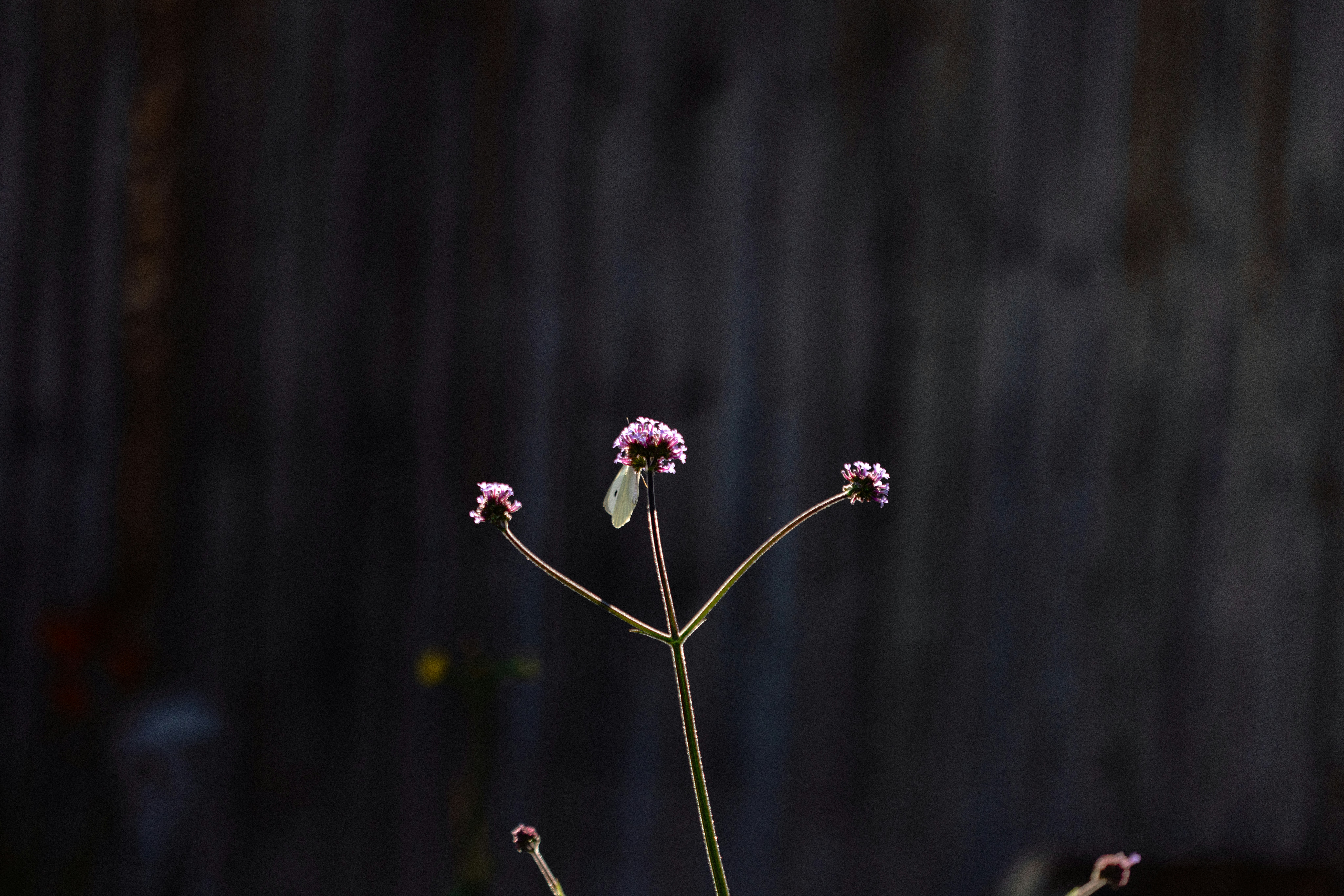 Delicate Blooms Against a Shadowed Canvas