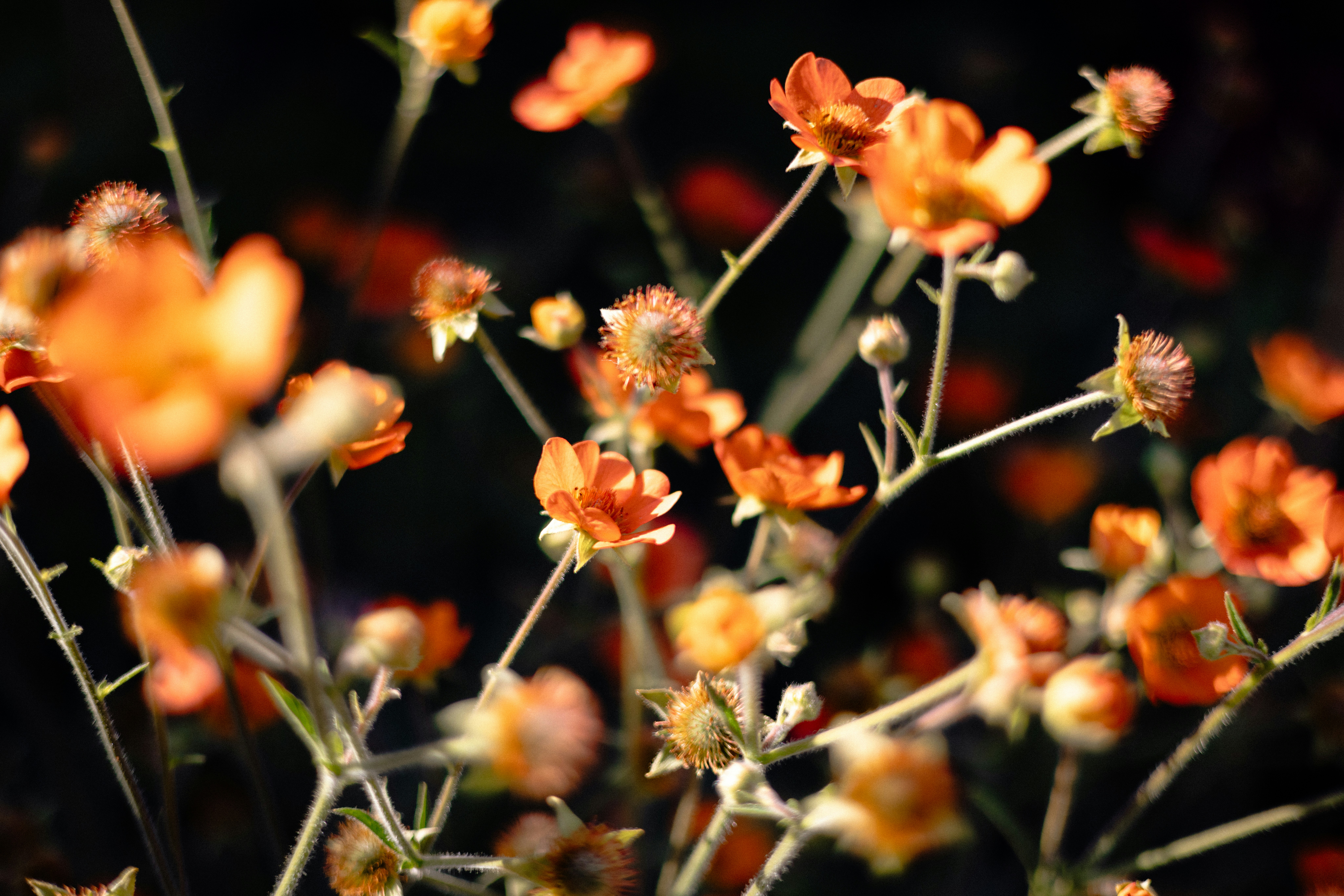Whispers of Autumn: A Floral Serenade