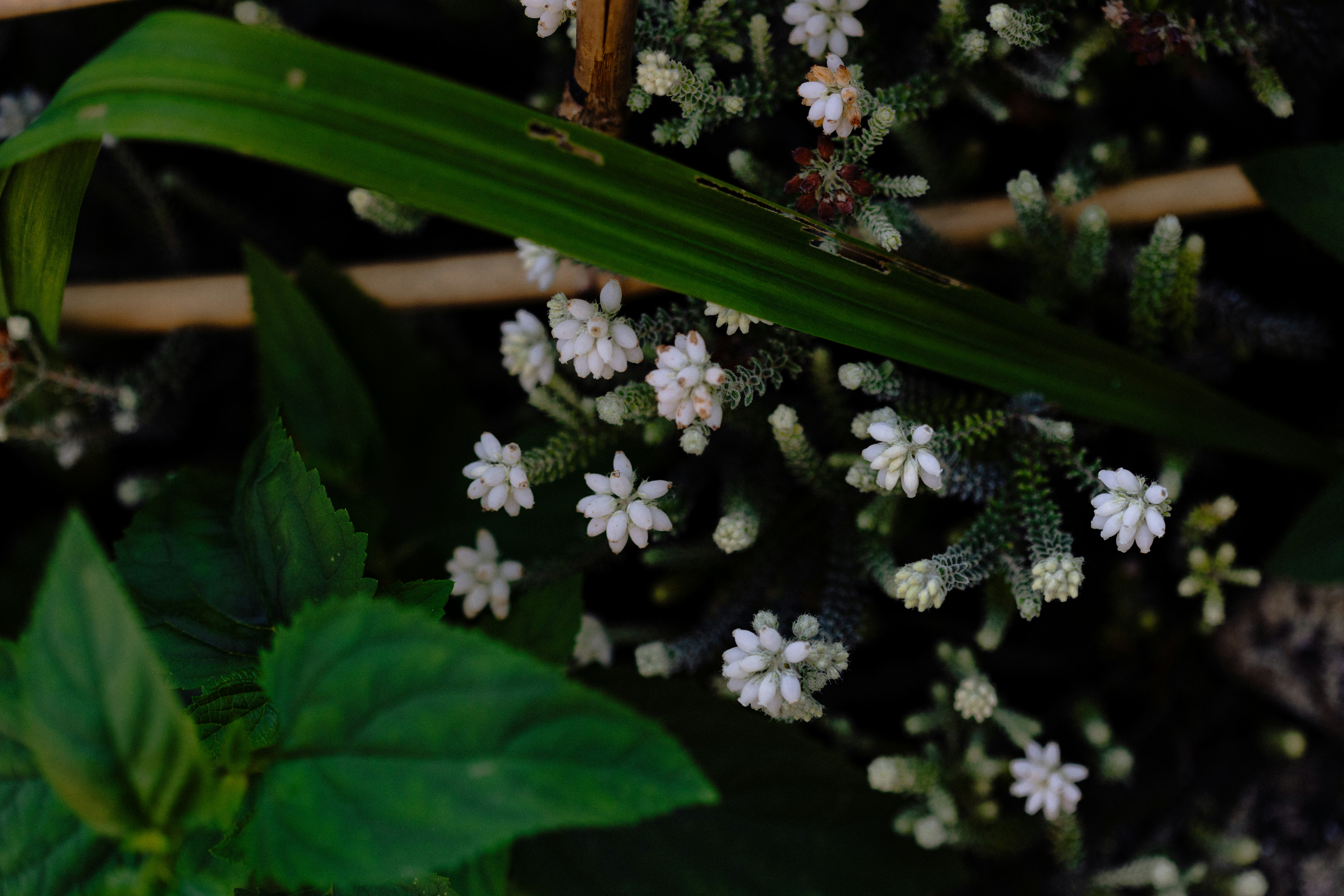 Whispers of Nature's Palette