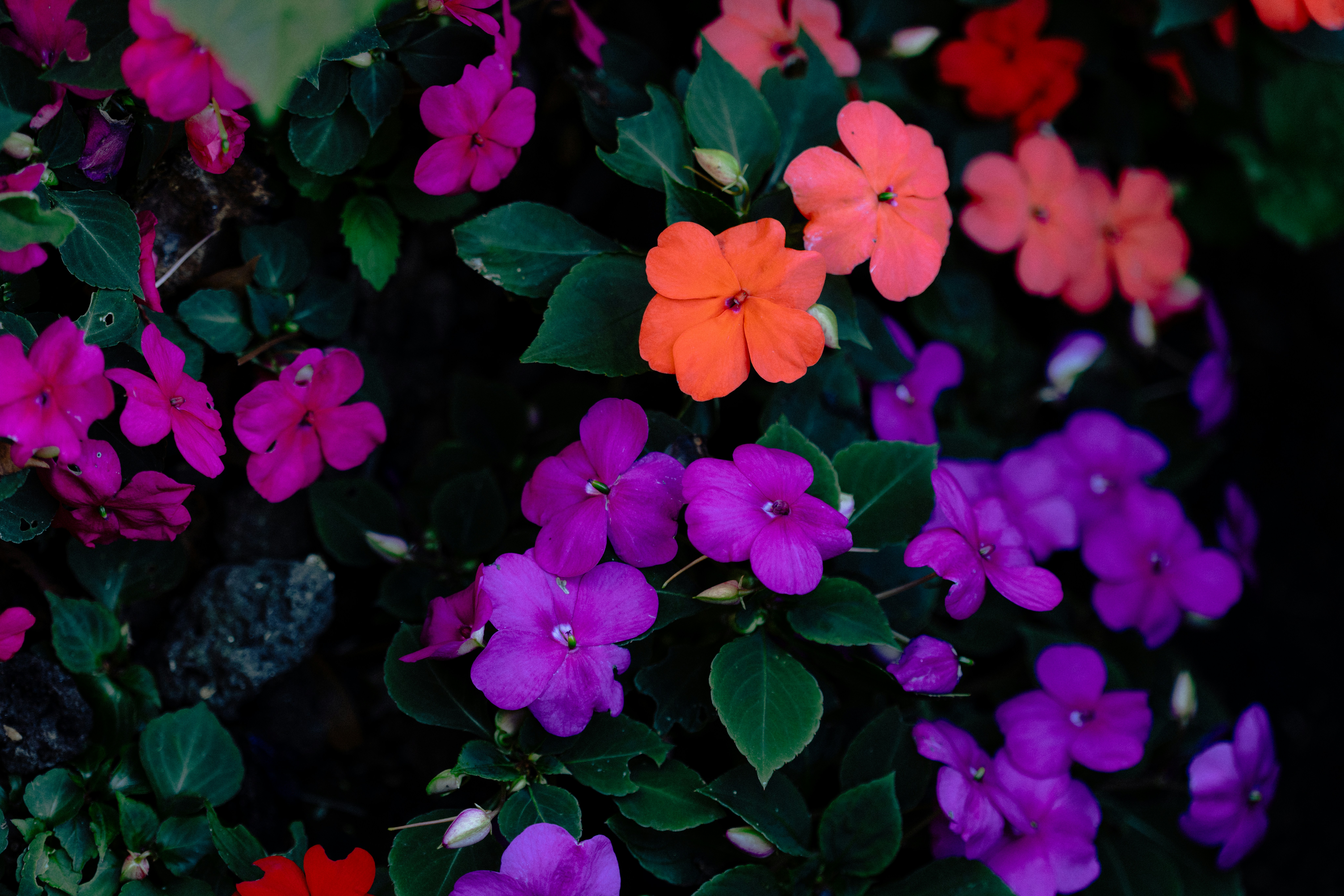 A lush arrangement of colorful flowers, featuring shades of pink, purple, and orange, nestled among green leaves.