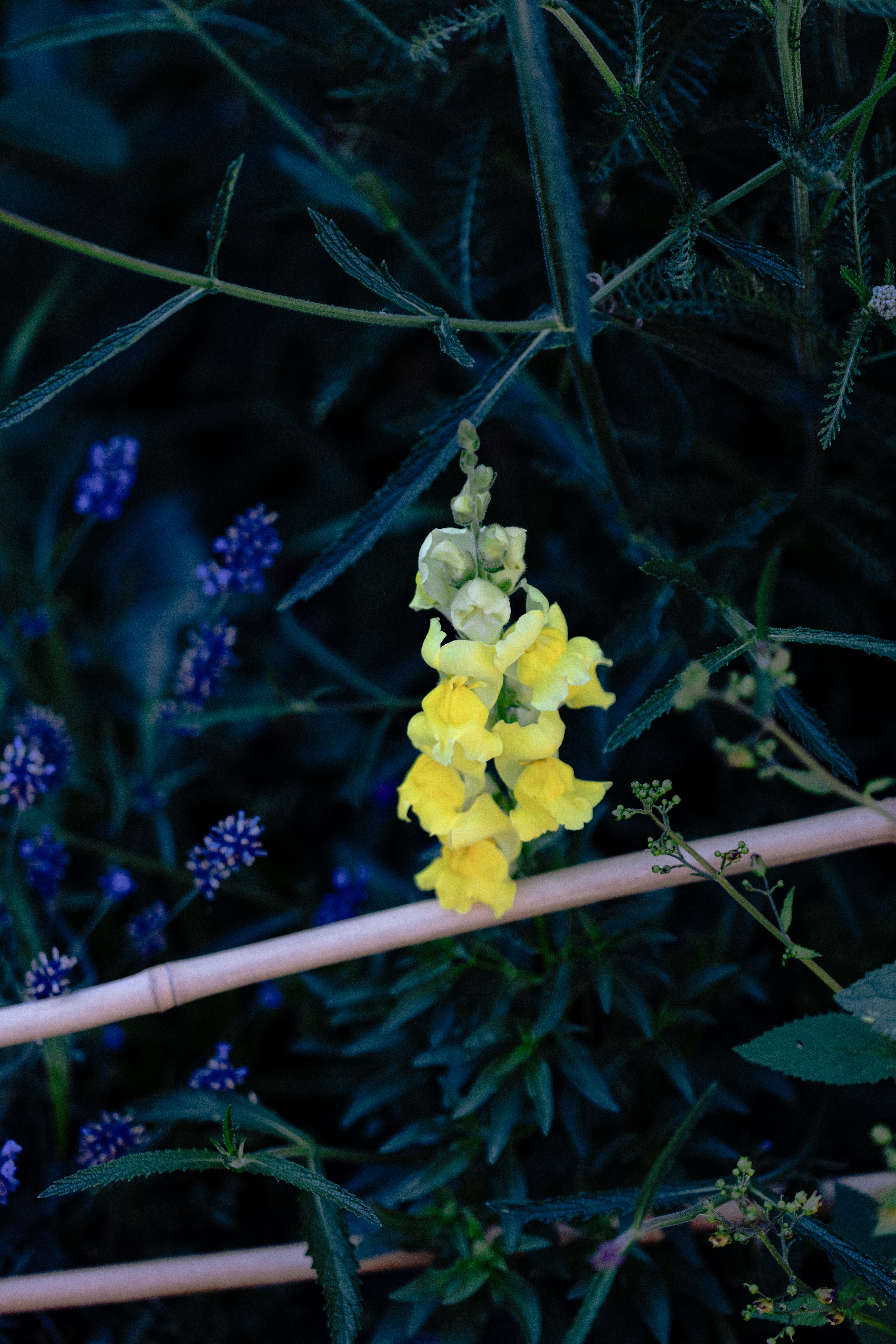Whispers of Nature: The Hidden Bloom