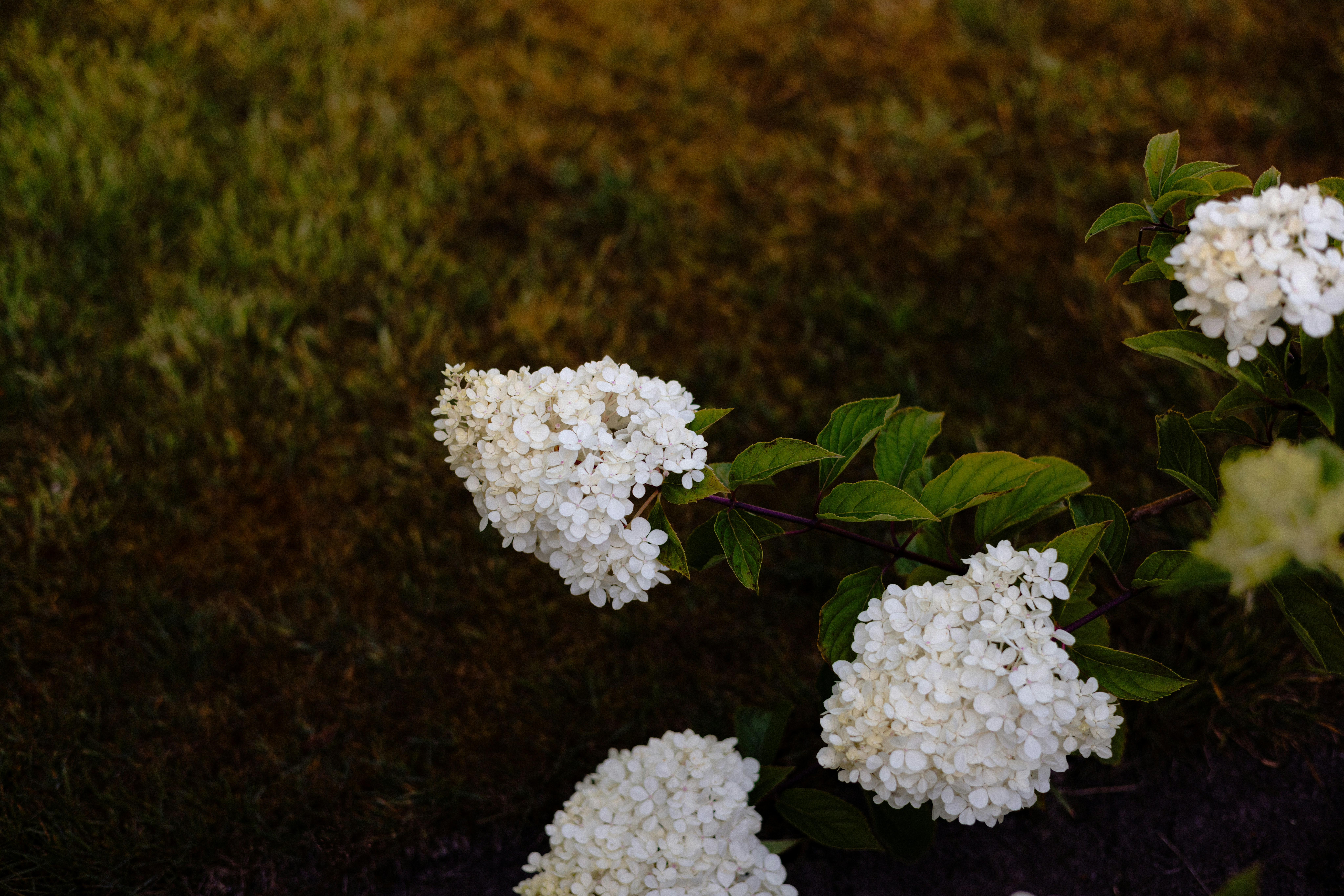 Whispers of Spring: A Floral Embrace