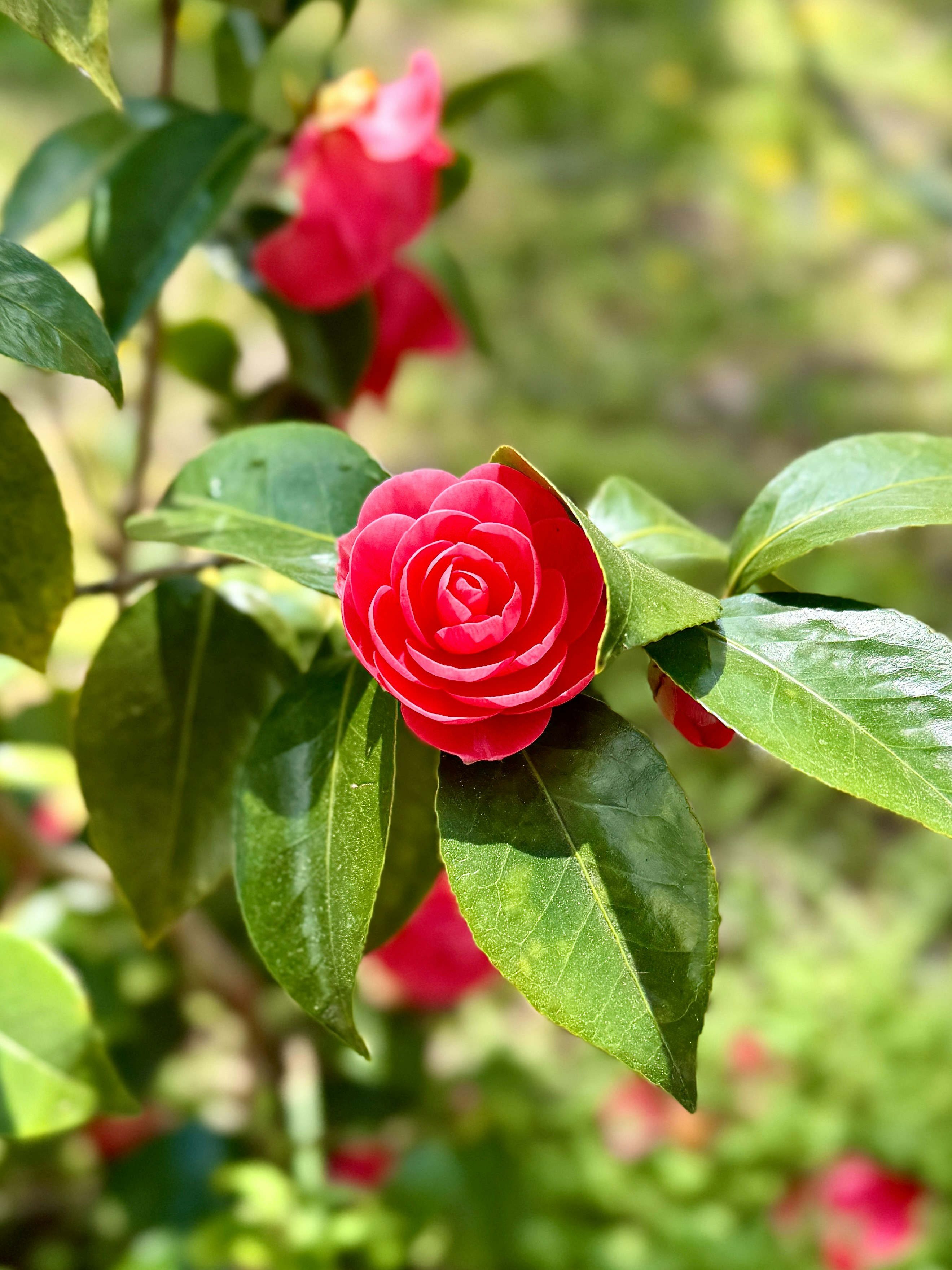 Blossoming Elegance: The Camellia's Charm