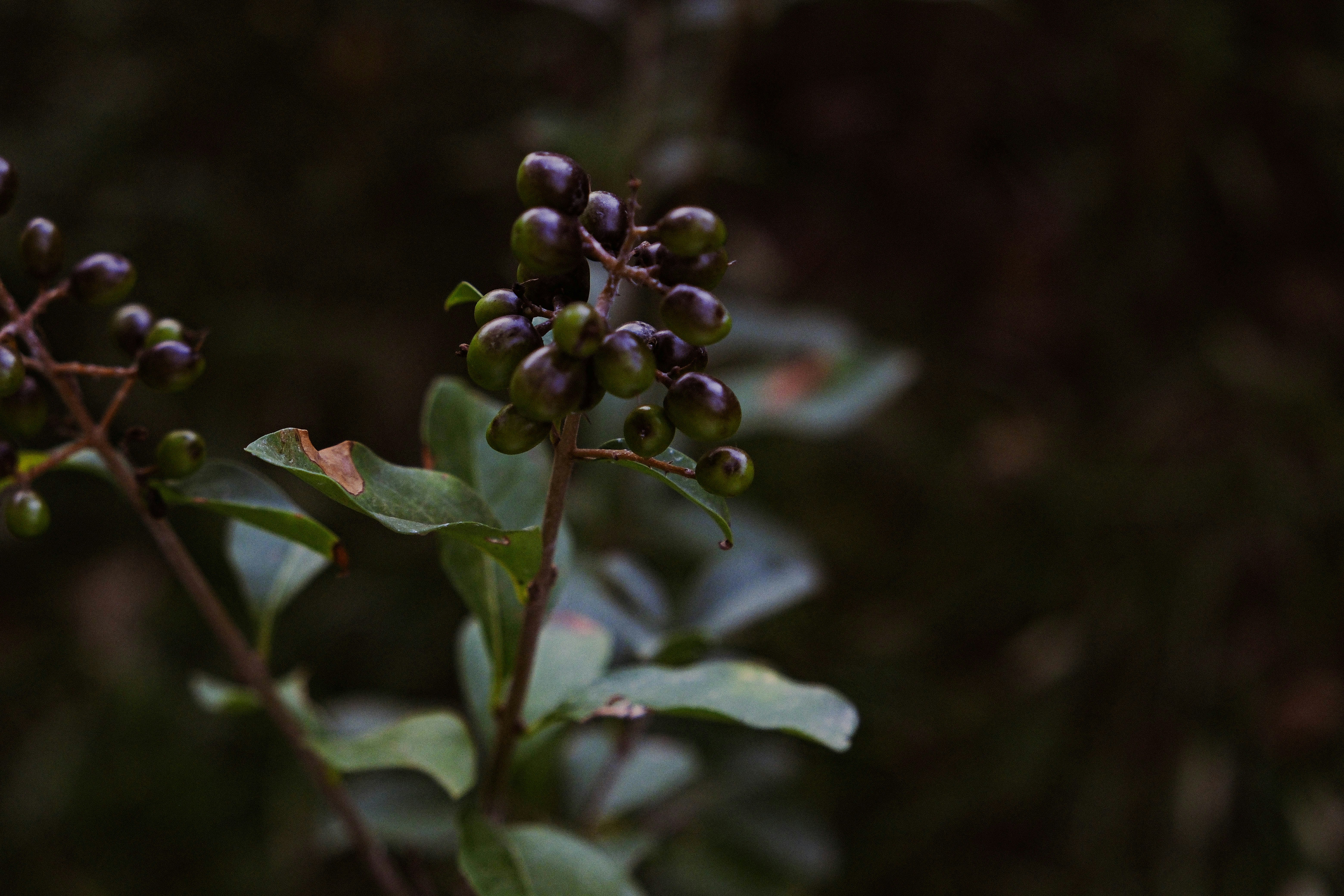 Whispers of Nature's Palette