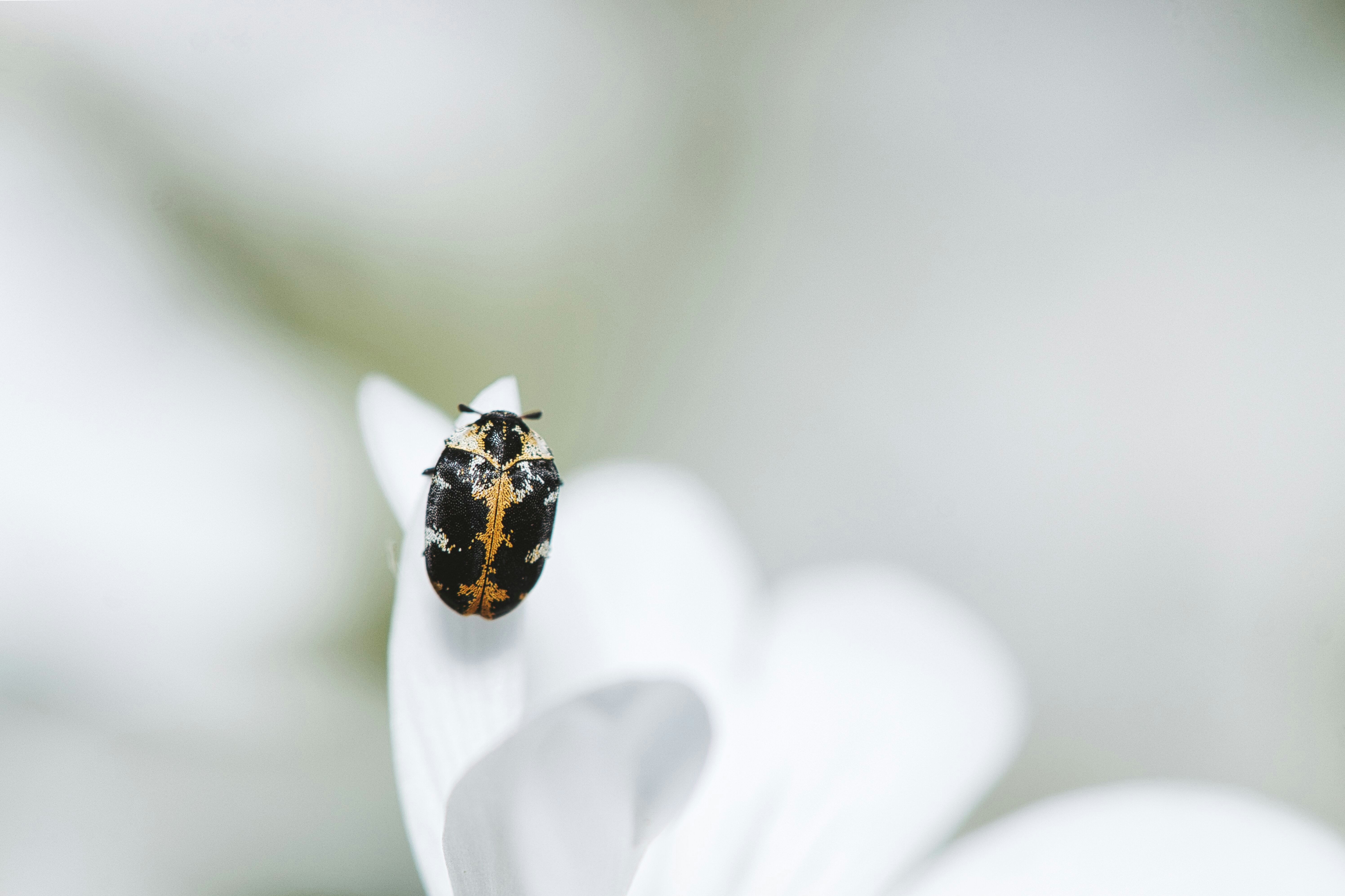 Nature's Tiny Artisan: A Beetle's Portrait