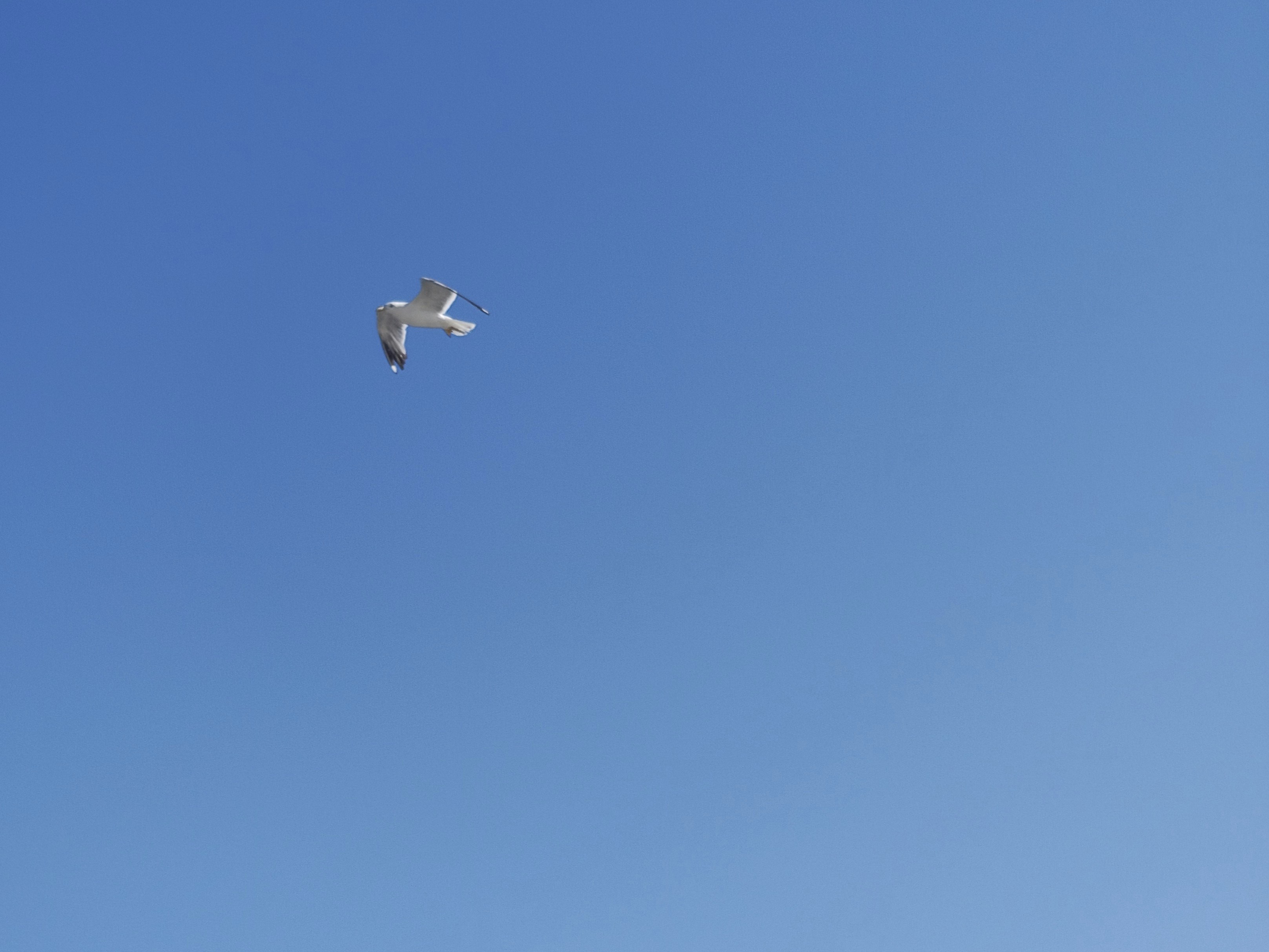 A seagull flies against a bright blue sky.