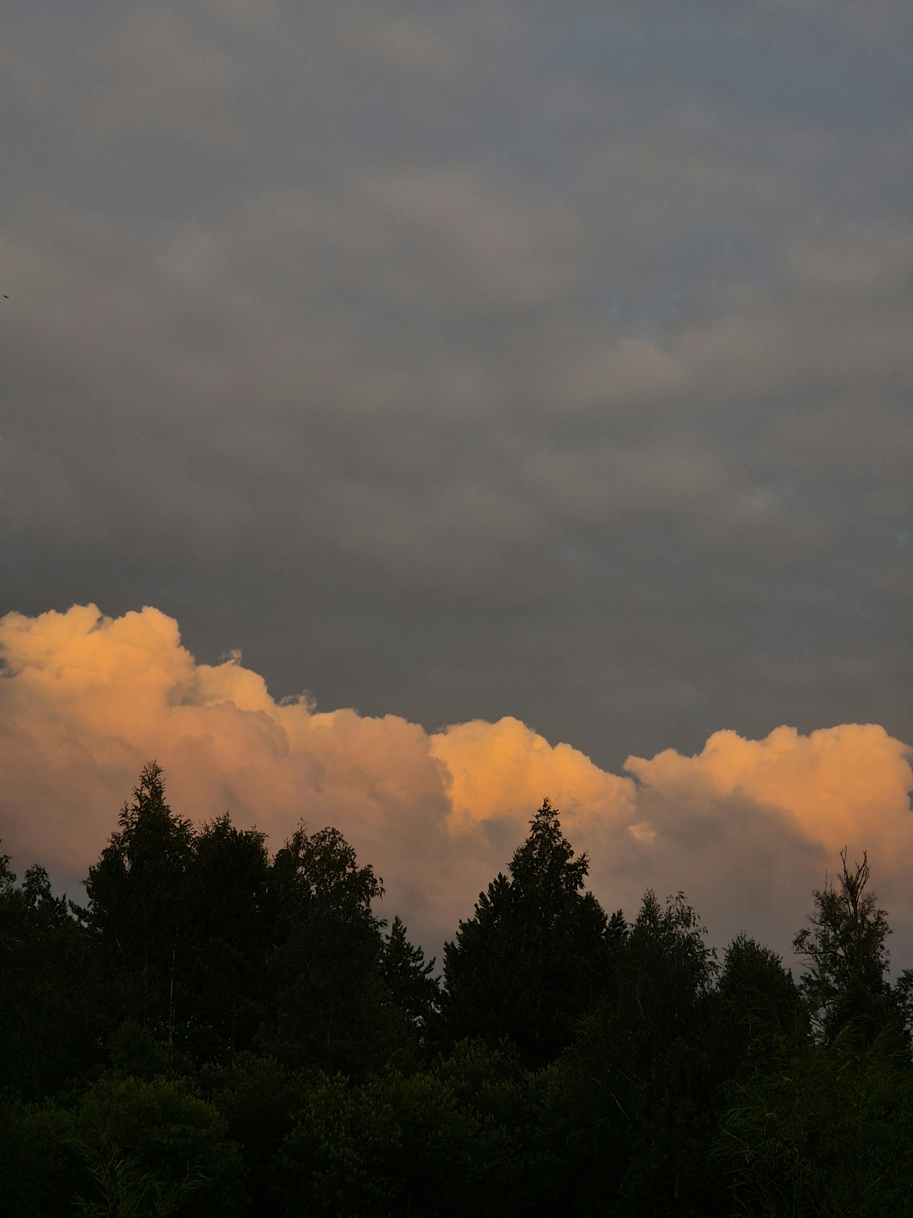 Akademgorodok Sundown '25 | The sky is cloudy over the forest.