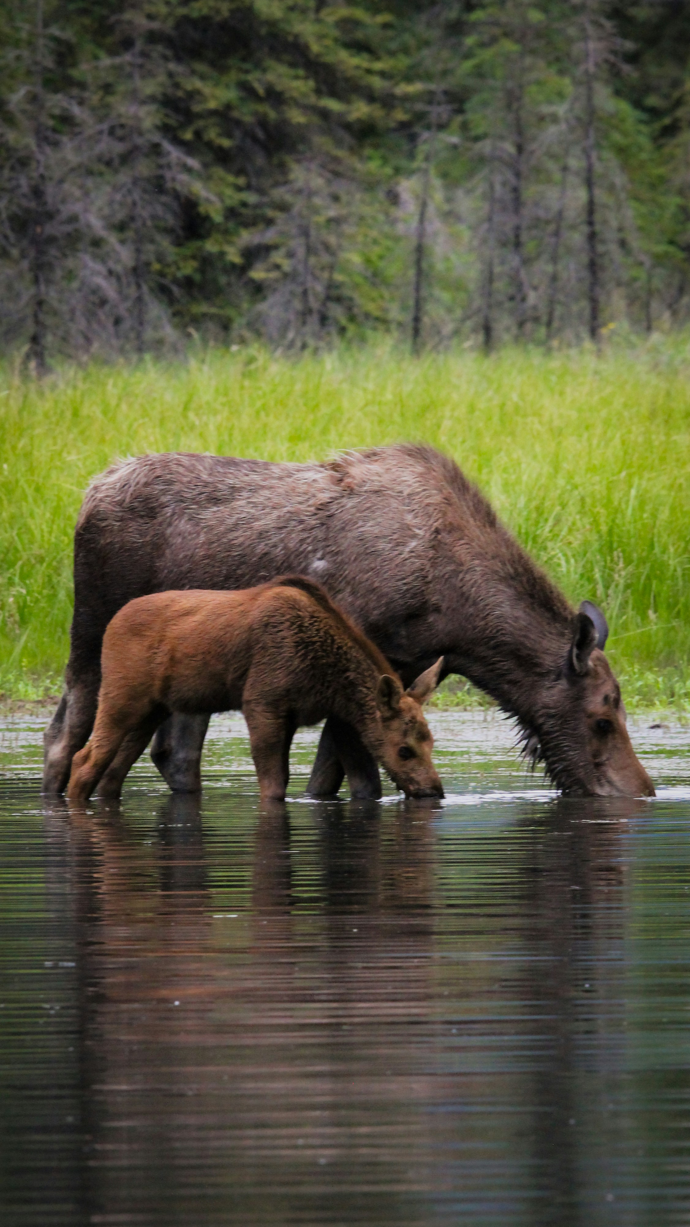 Gentle Giants at the Water's Edge