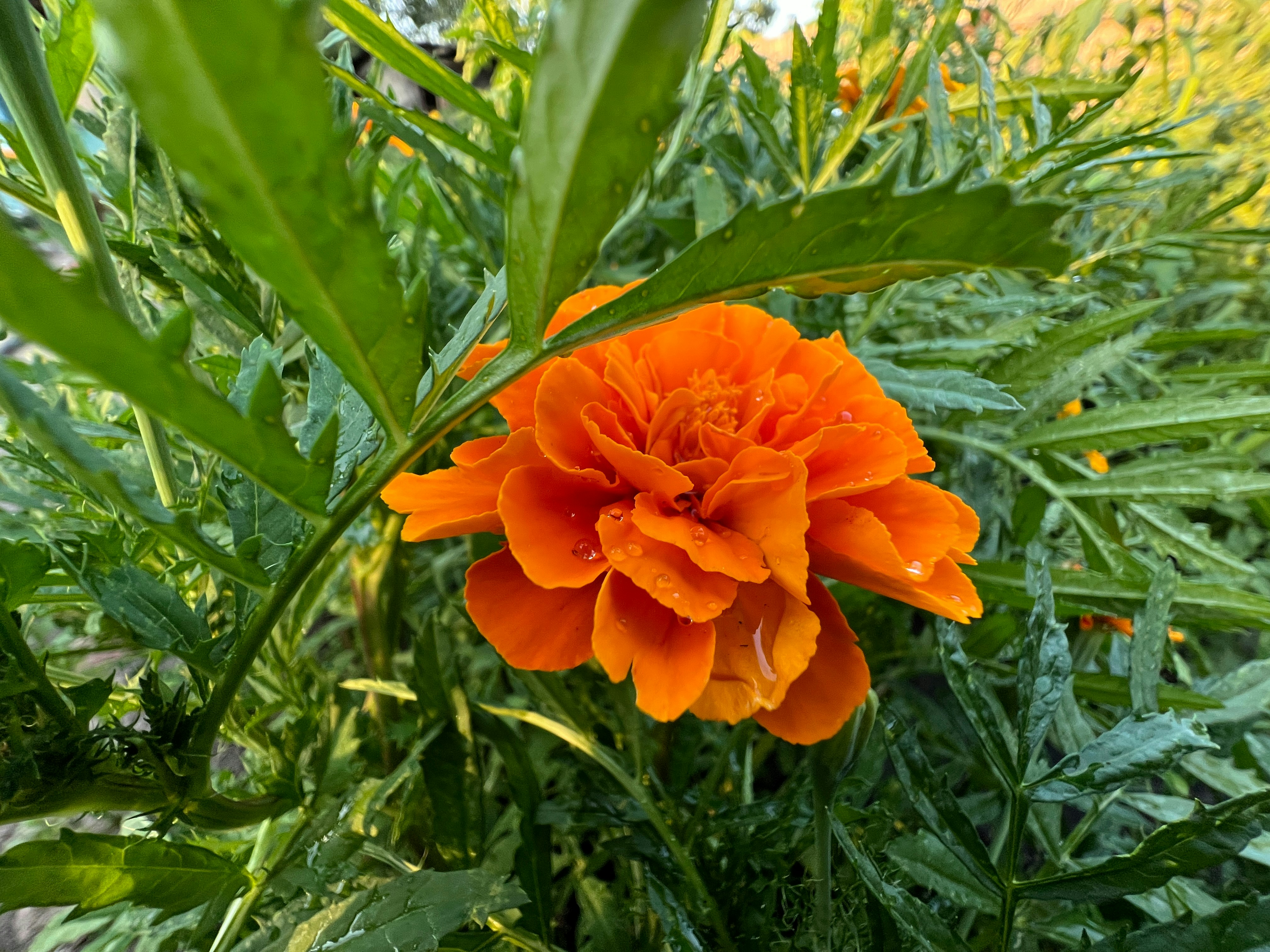 Vibrant Marigold Amidst Lush Greenery