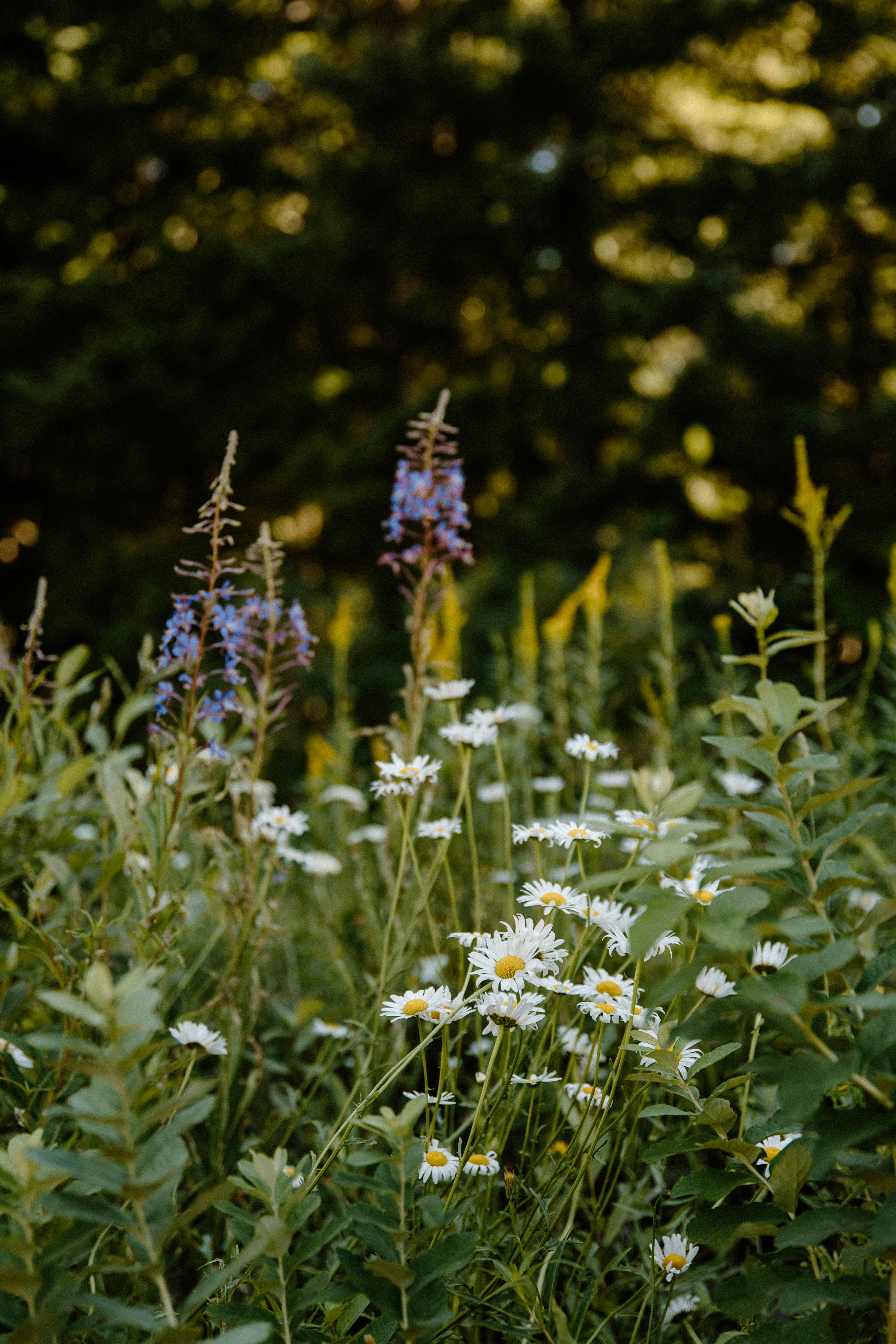 Daisy Chorus Beneath a Dappled Meadow Canopy