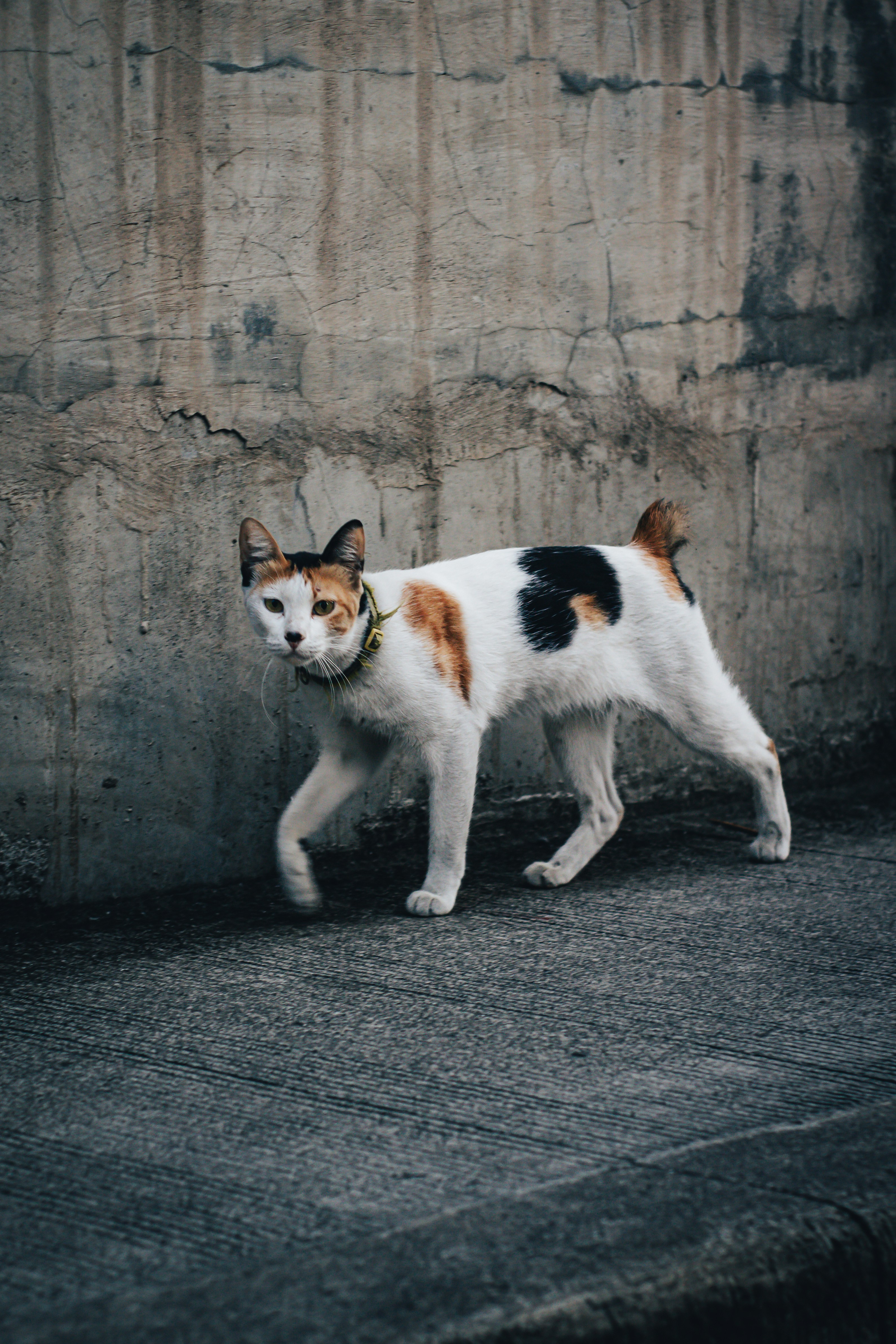 Cute cat while walking on Obrero Street. | A calico cat walks past a weathered wall.