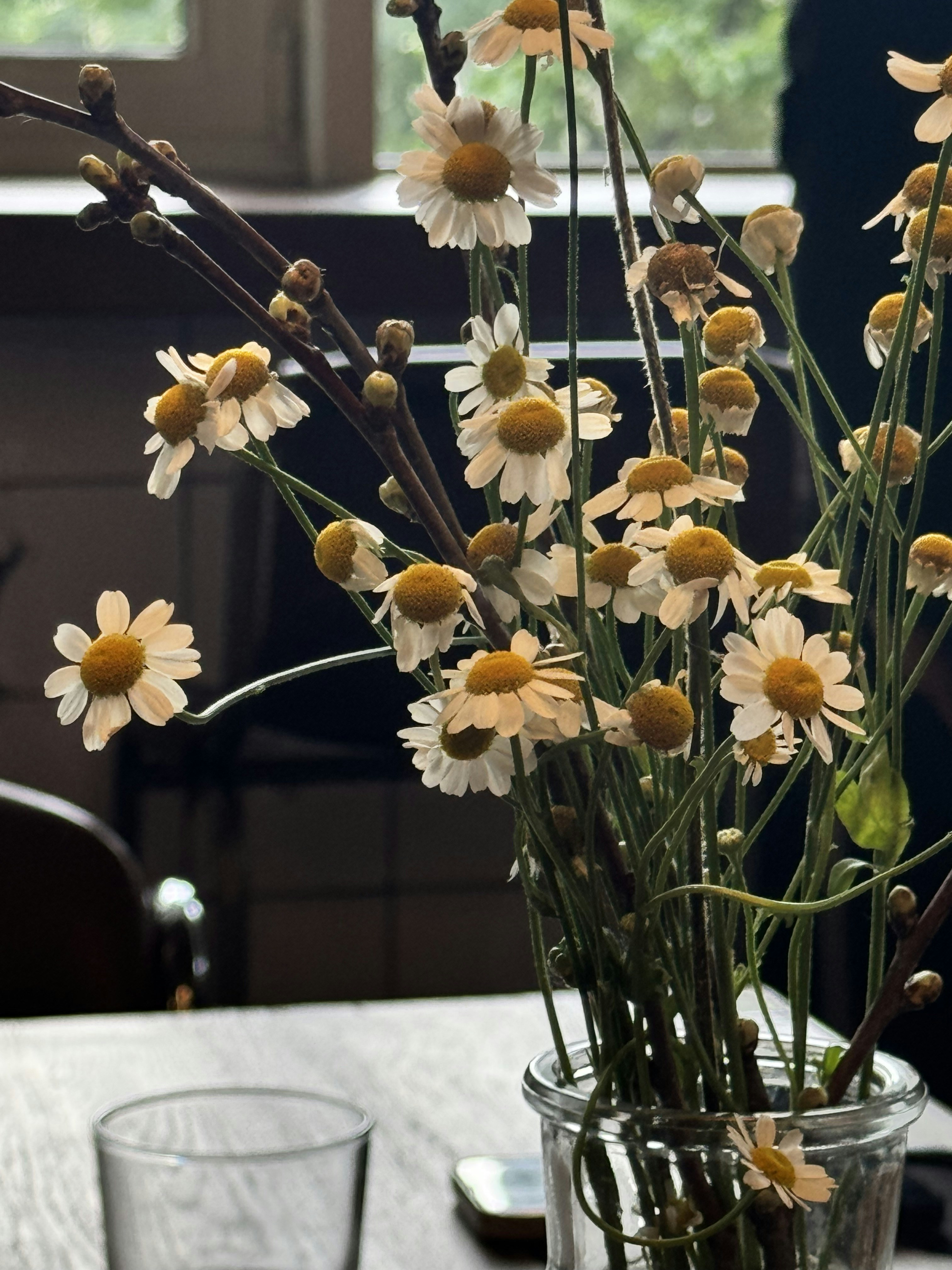 Daisy Cascade in Window Light