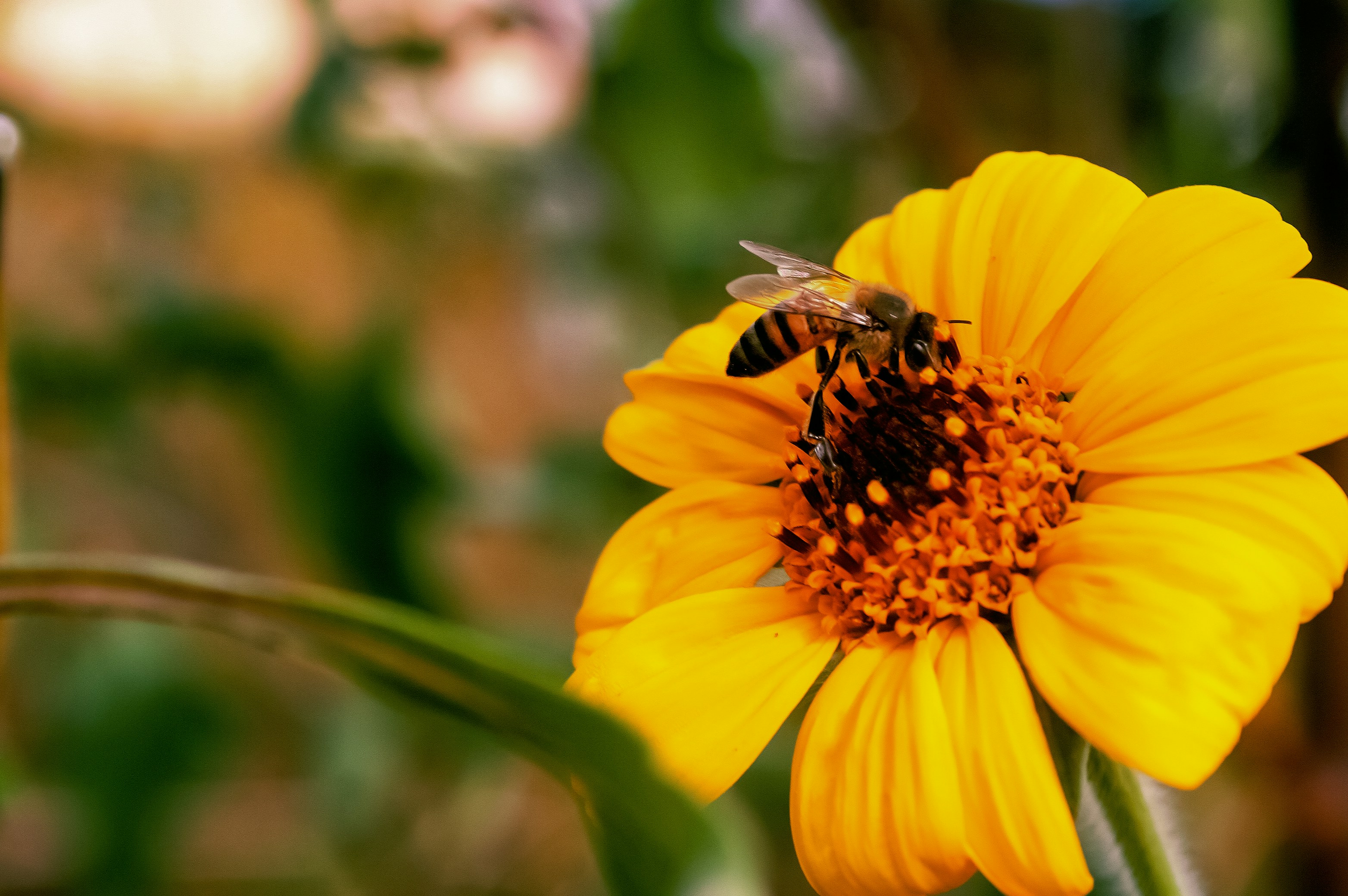 A bee pollinates a bright yellow flower.