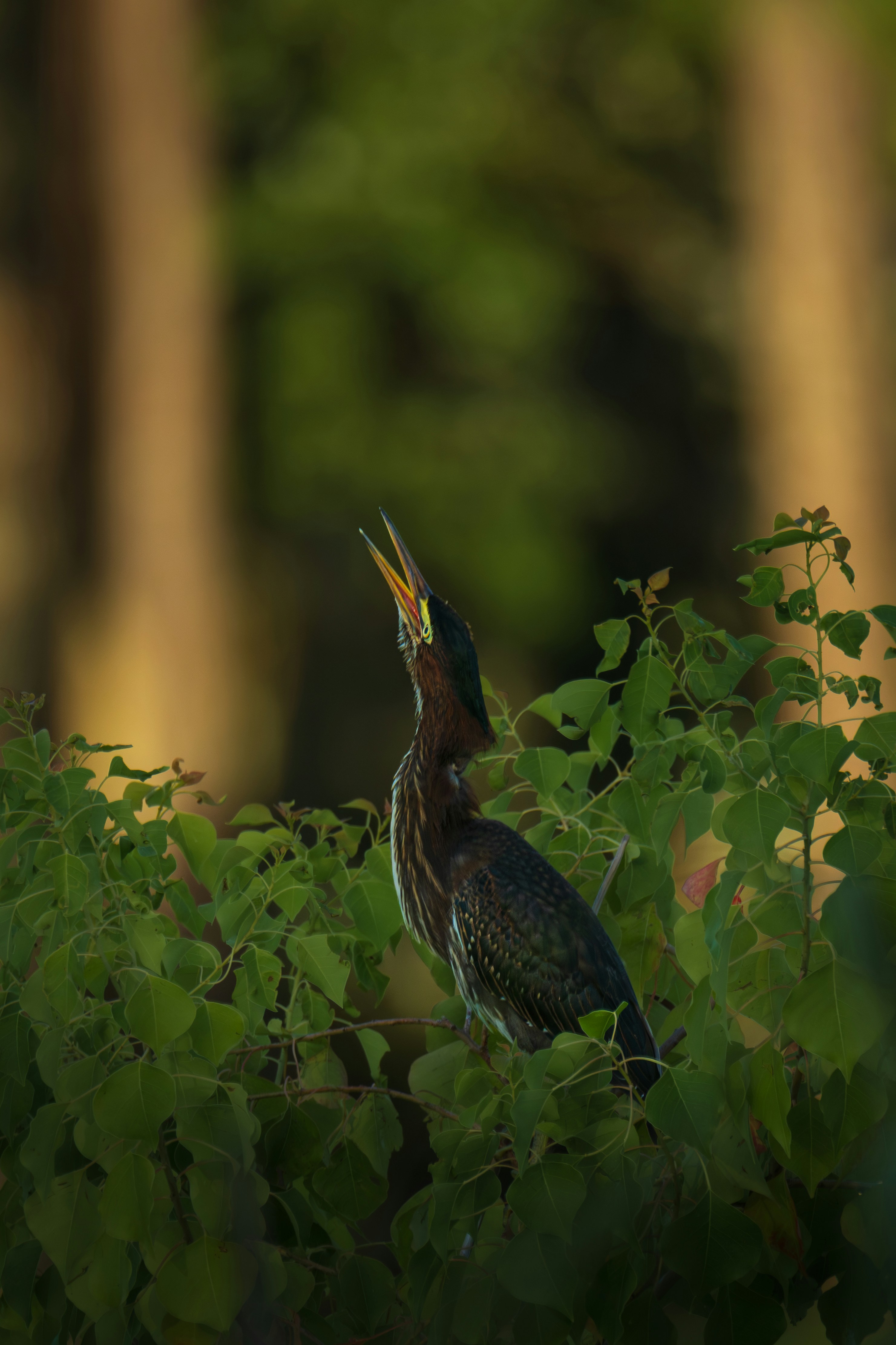 Calling to the Sky: A Heron in Dappled Forest Light