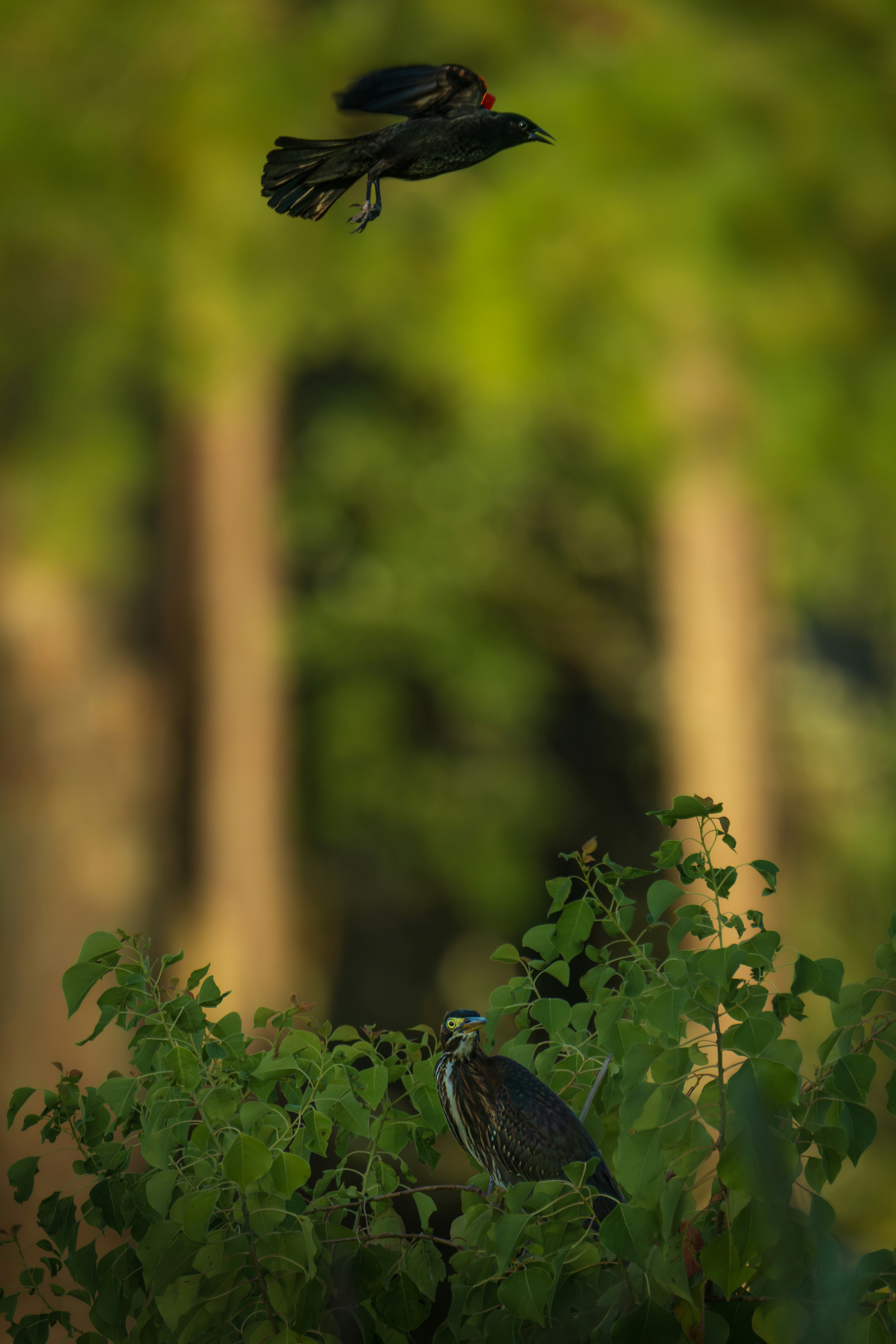 A blackbird in flight approaches a perched bird amidst lush foliage, capturing a moment of nature's interaction. The blurred background emphasizes the subjects' vivid details.
