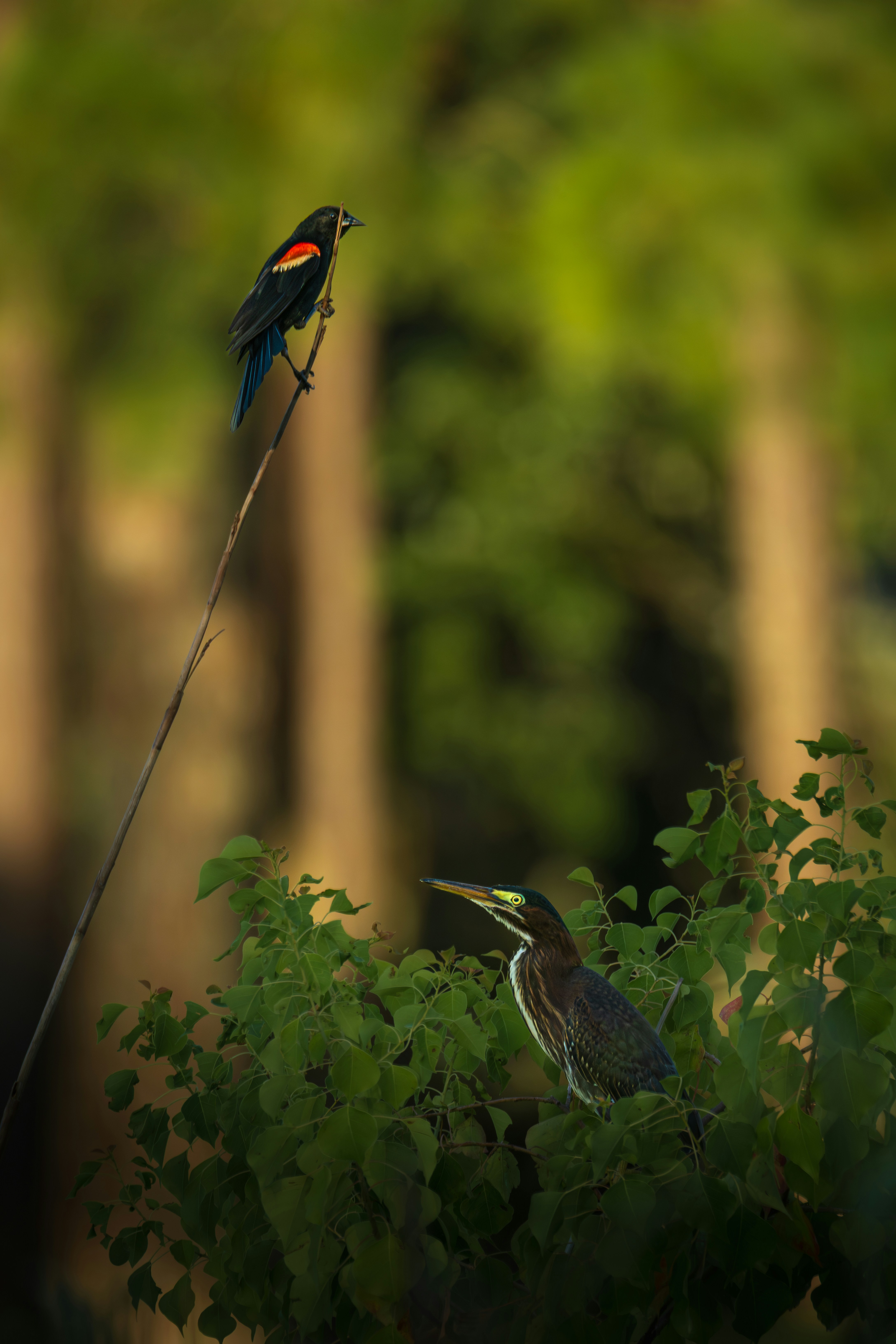 Red-throated Black Songbird Perched on a Slim Twig in Sunlit Forest