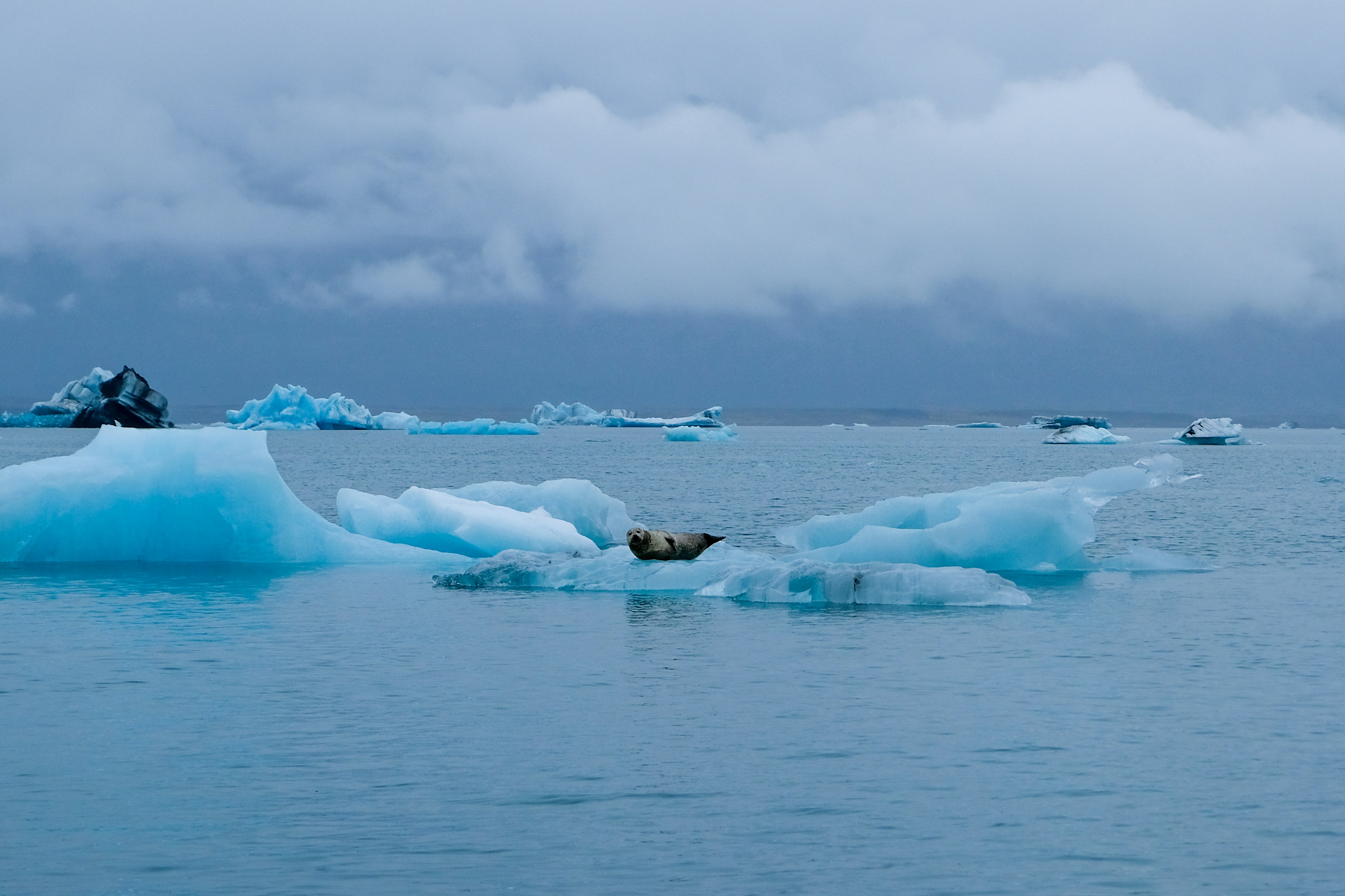 A seal rests on an iceberg in a cold ocean.