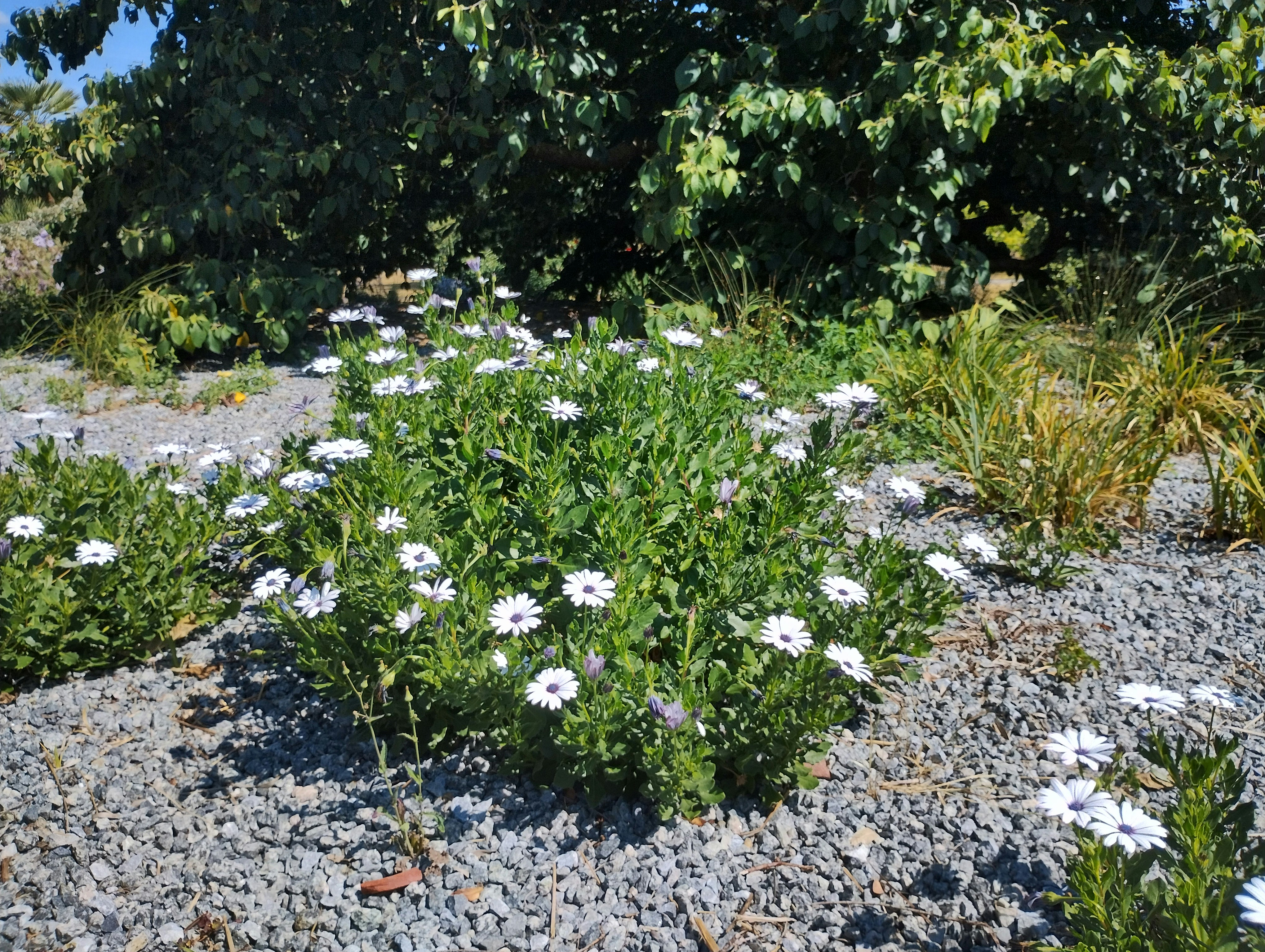 A vibrant cluster of white daisies flourishing amidst a rocky landscape, framed by lush greenery. The scene captures the essence of nature's resilience.
