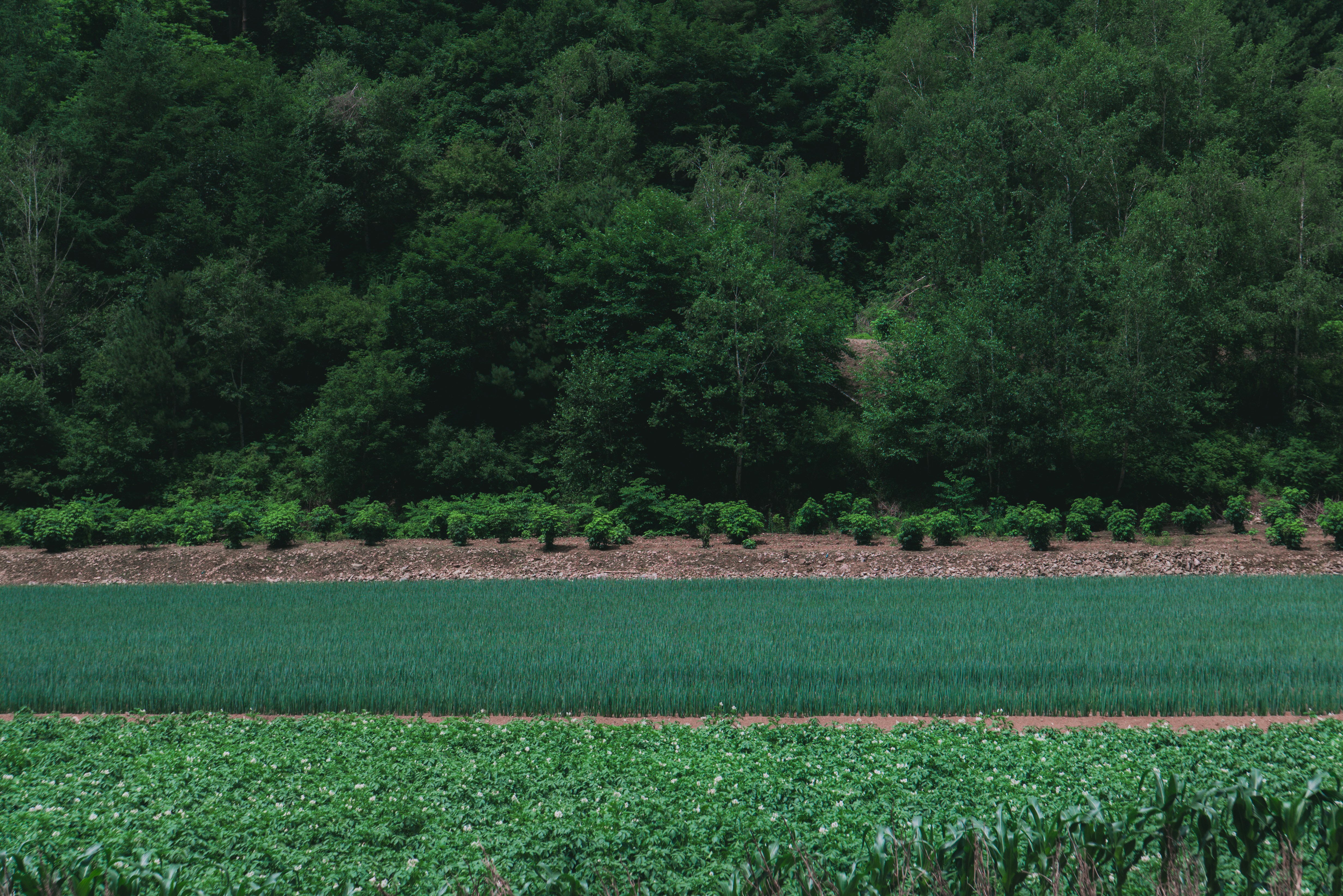 Lush green fields of crops meet a dense forest backdrop, illustrating the balance between agriculture and nature.
