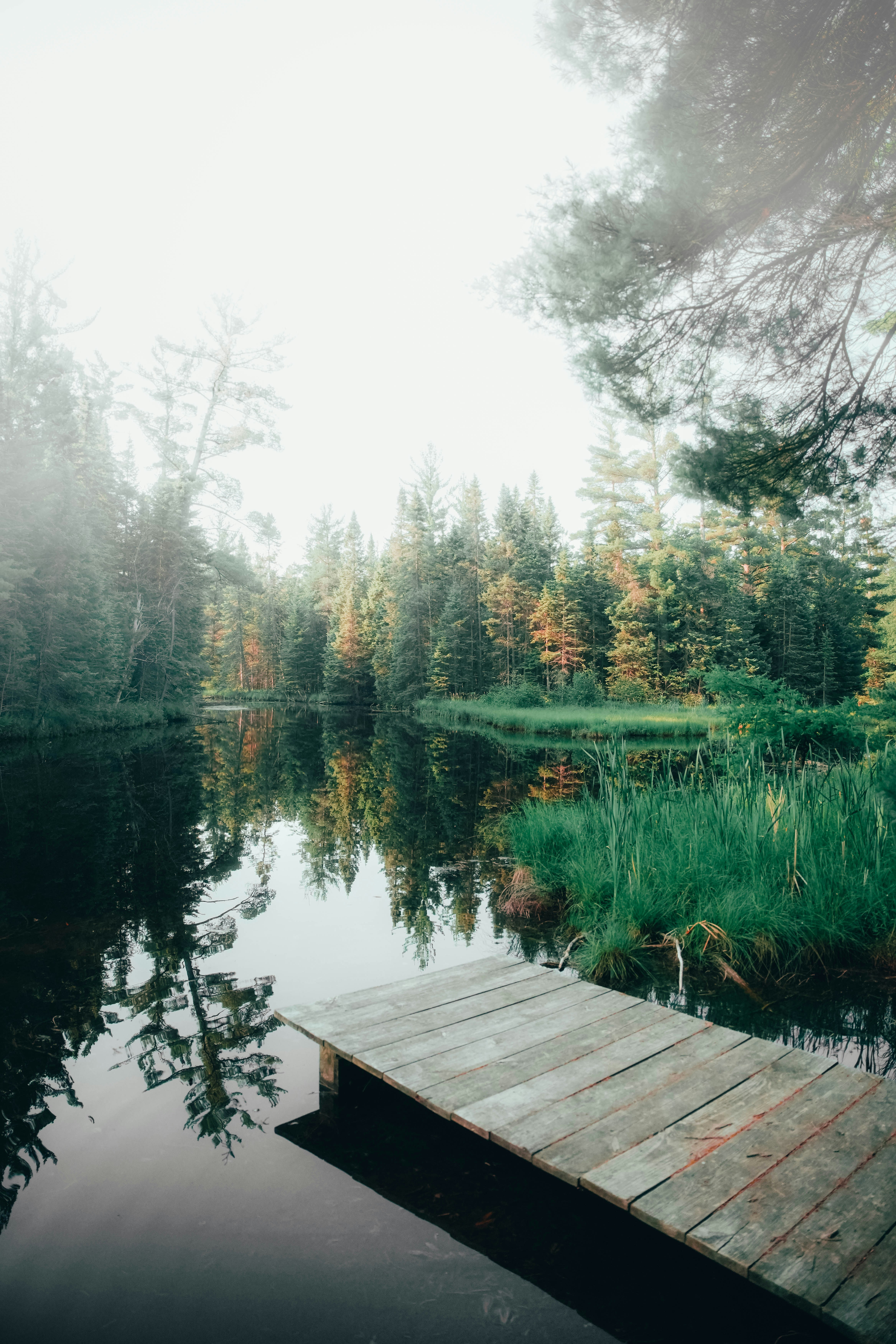 Wooden dock extending into a tranquil lake surrounded by lush greenery and tall trees reflecting on the water's surface.