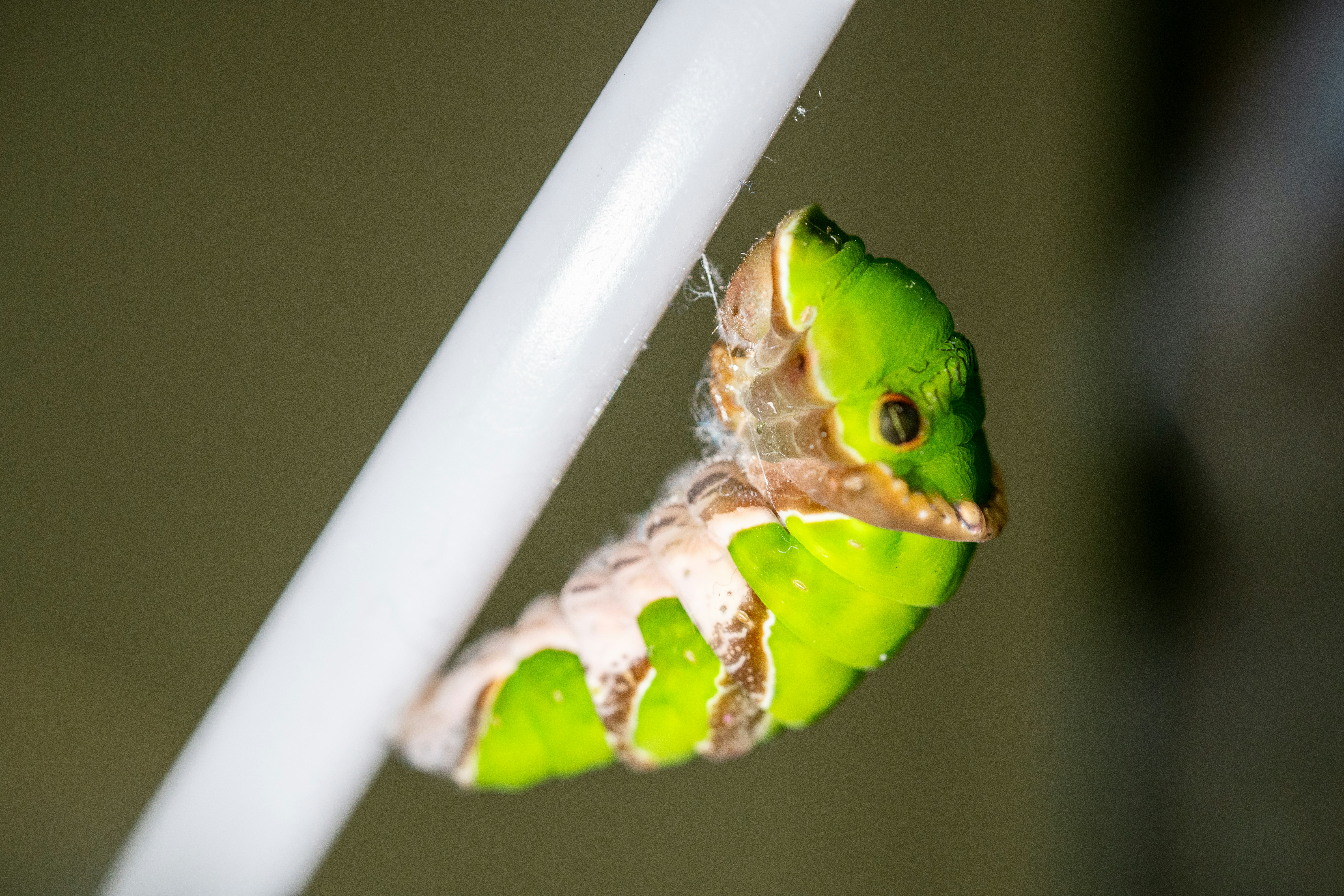 Emerging Transformation: The Caterpillar's Journey