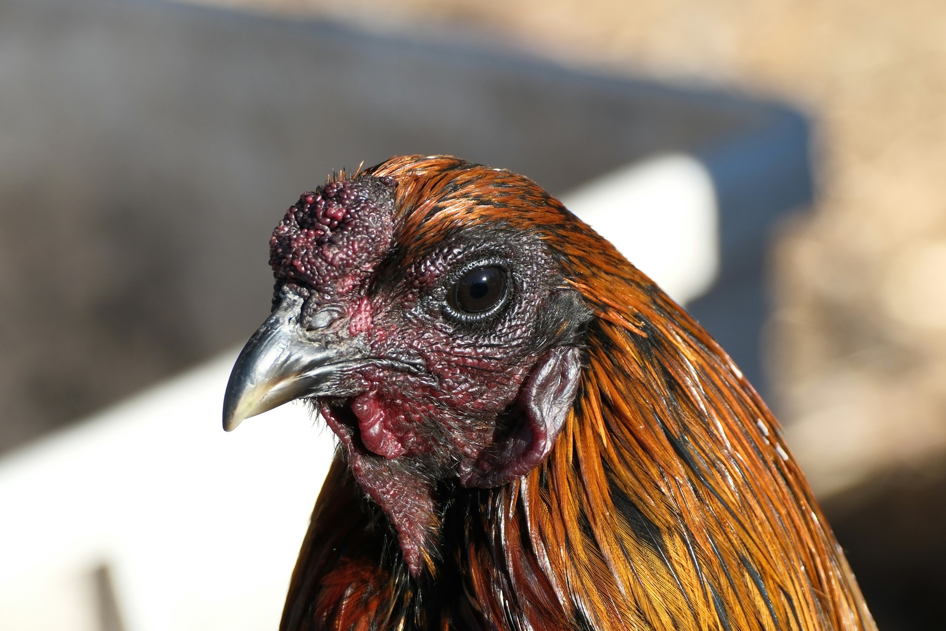 Crimson Crest: Close-Up Portrait of a Rooster's Gaze