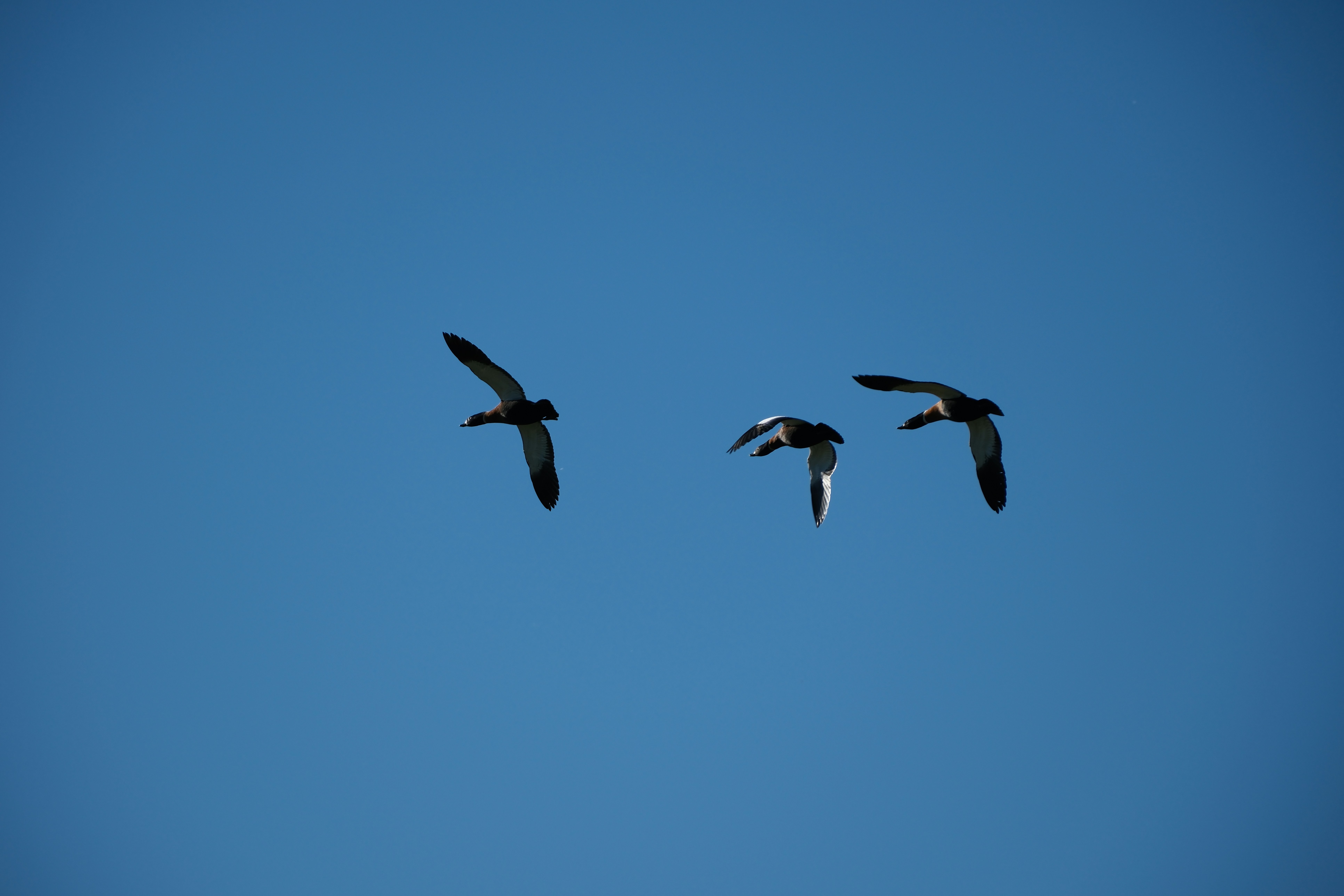 Three birds fly against a bright blue sky.