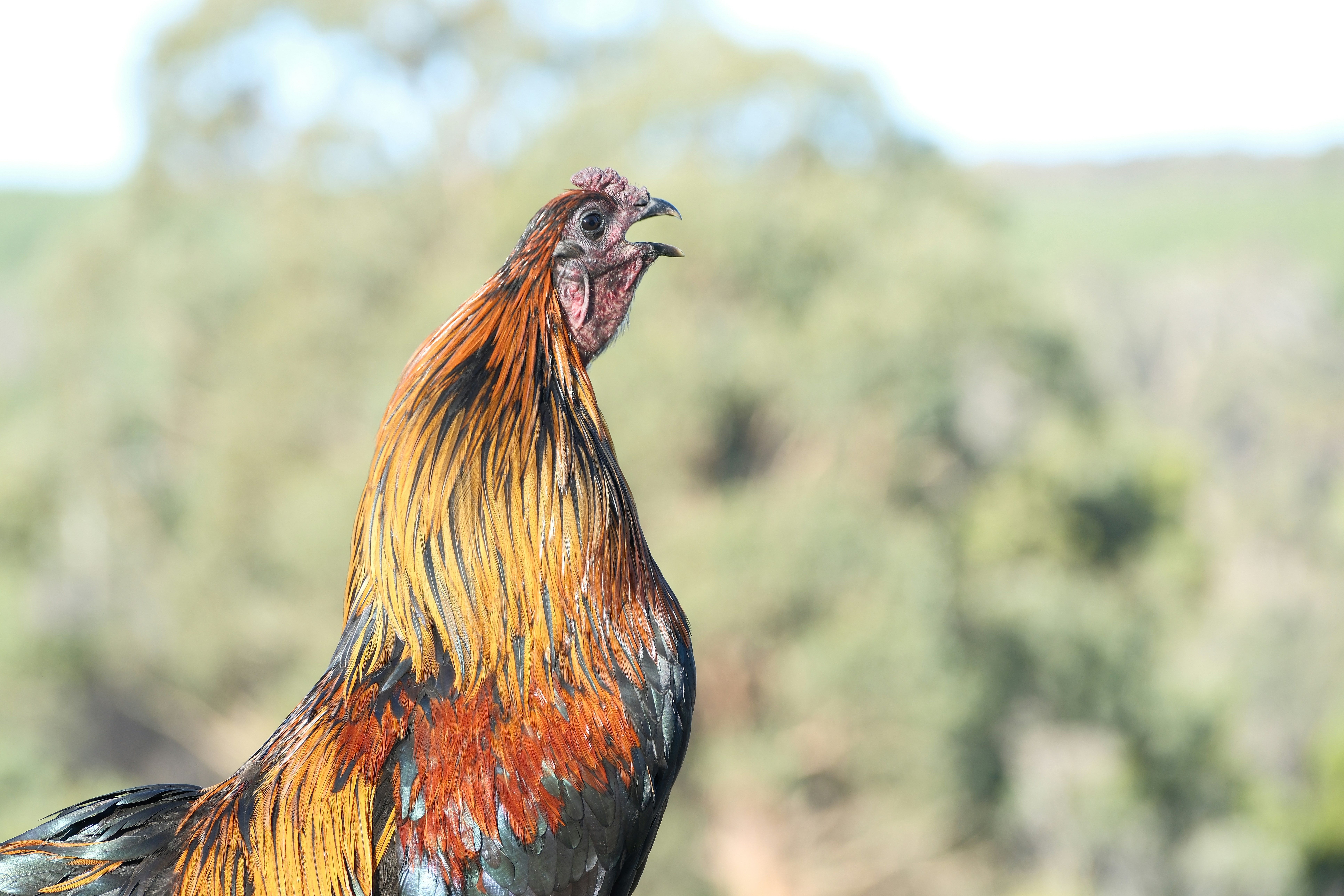 Regal Rooster in Nature's Embrace