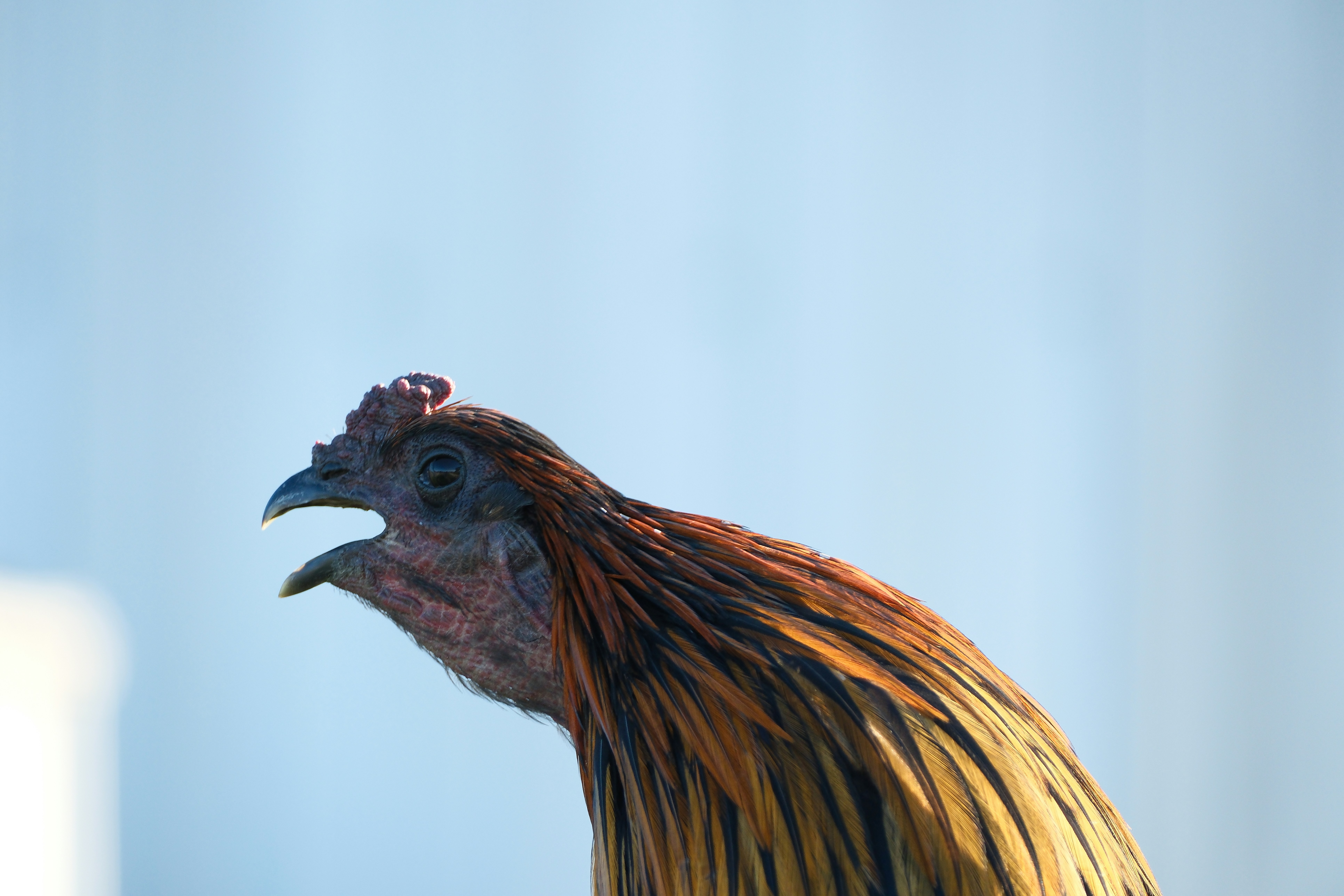A rooster is crowing against the sky.