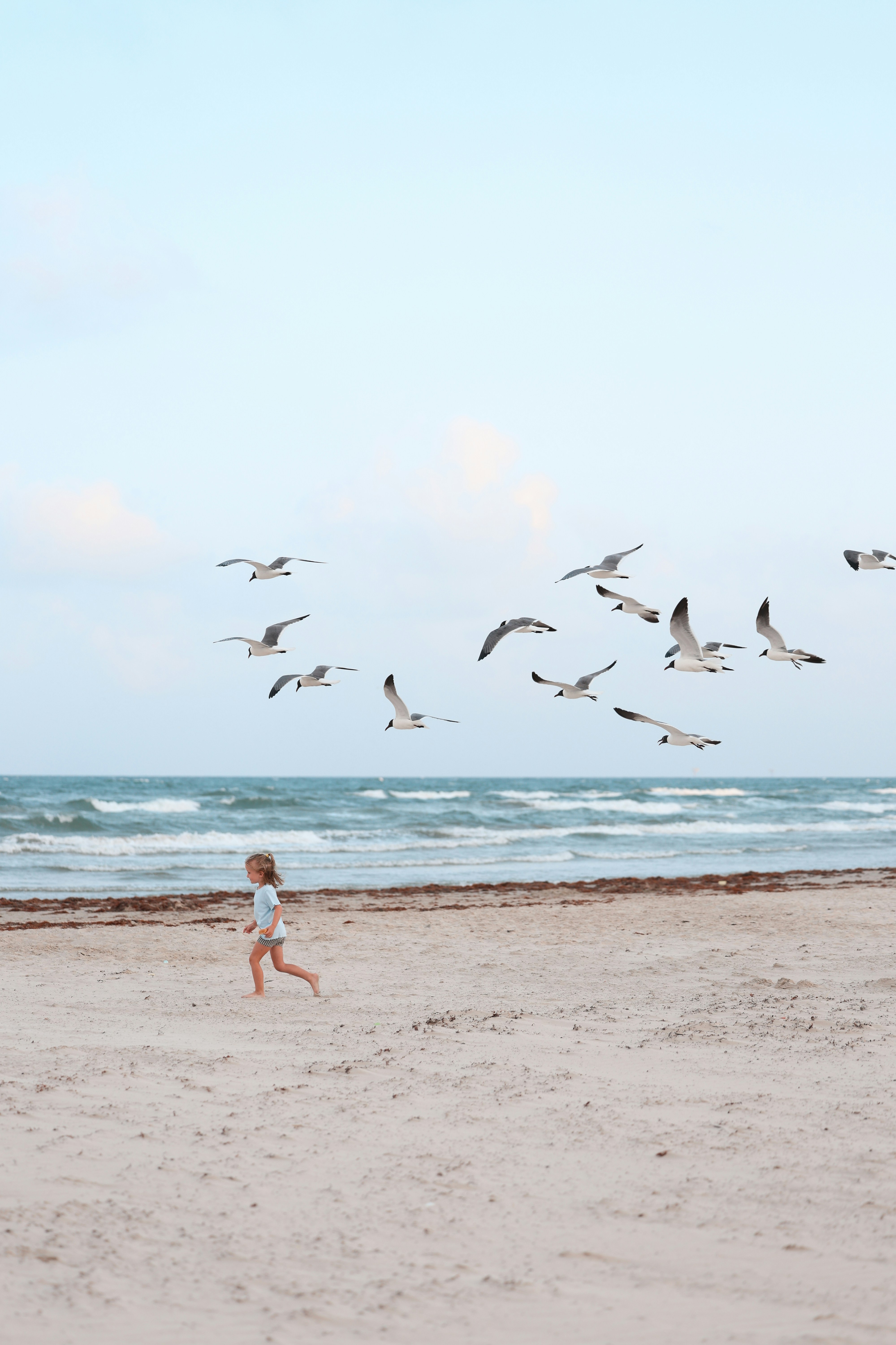 Whimsical Chase: A Child and the Dance of Seabirds