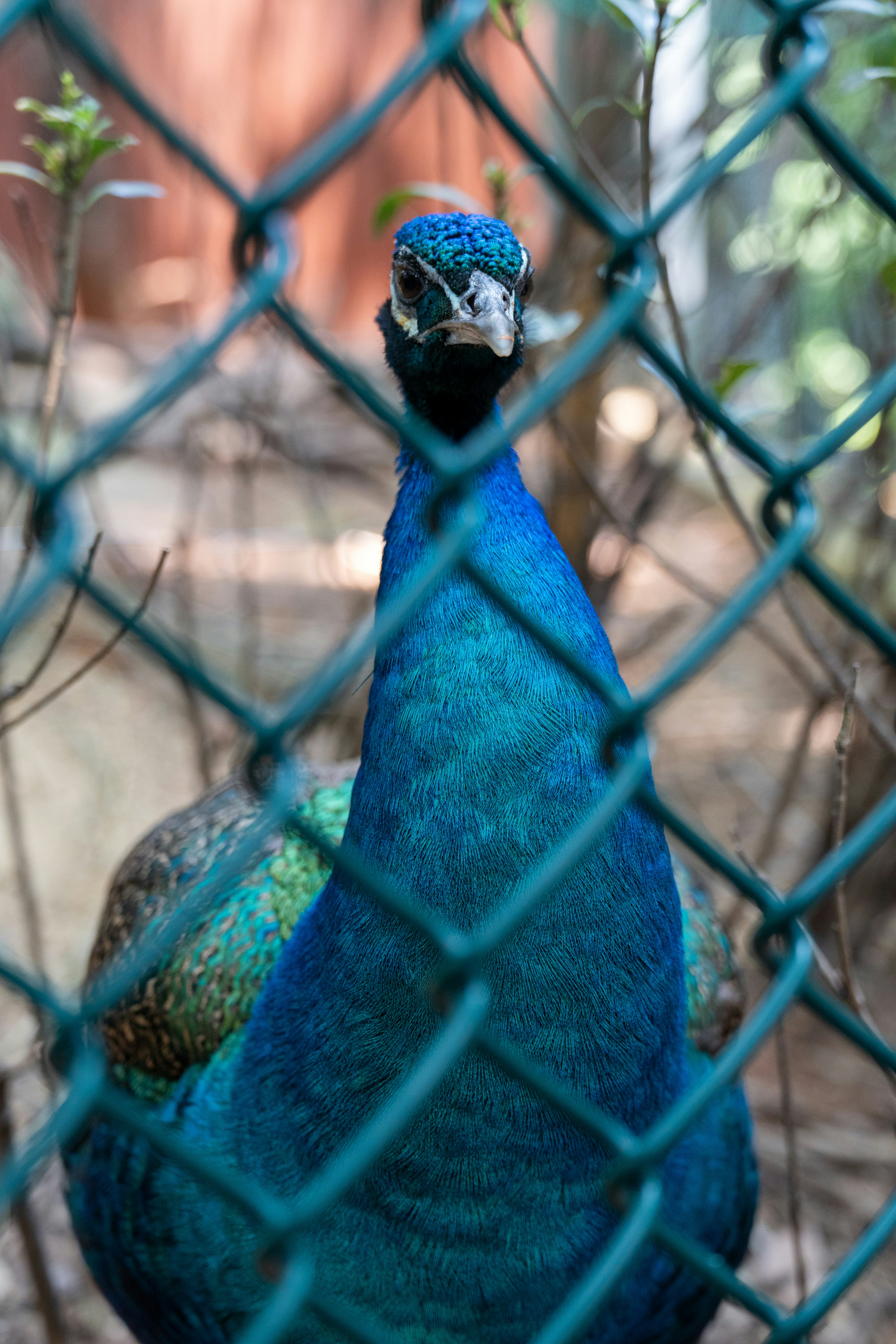 Through the Wire: A Blue Peacock’s Gaze on the Fence