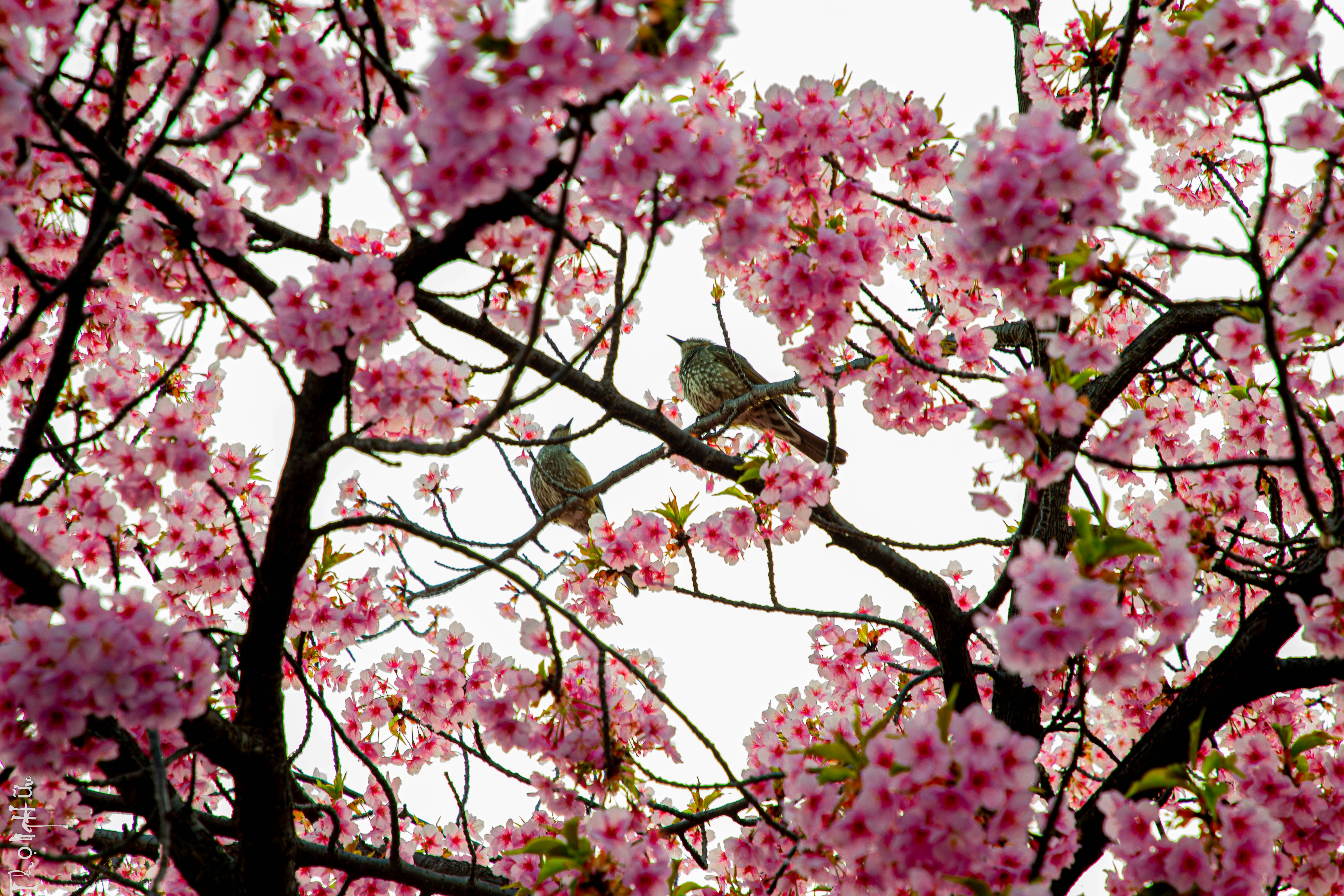 Two Sparrows in a Blushing Sakura Canopy