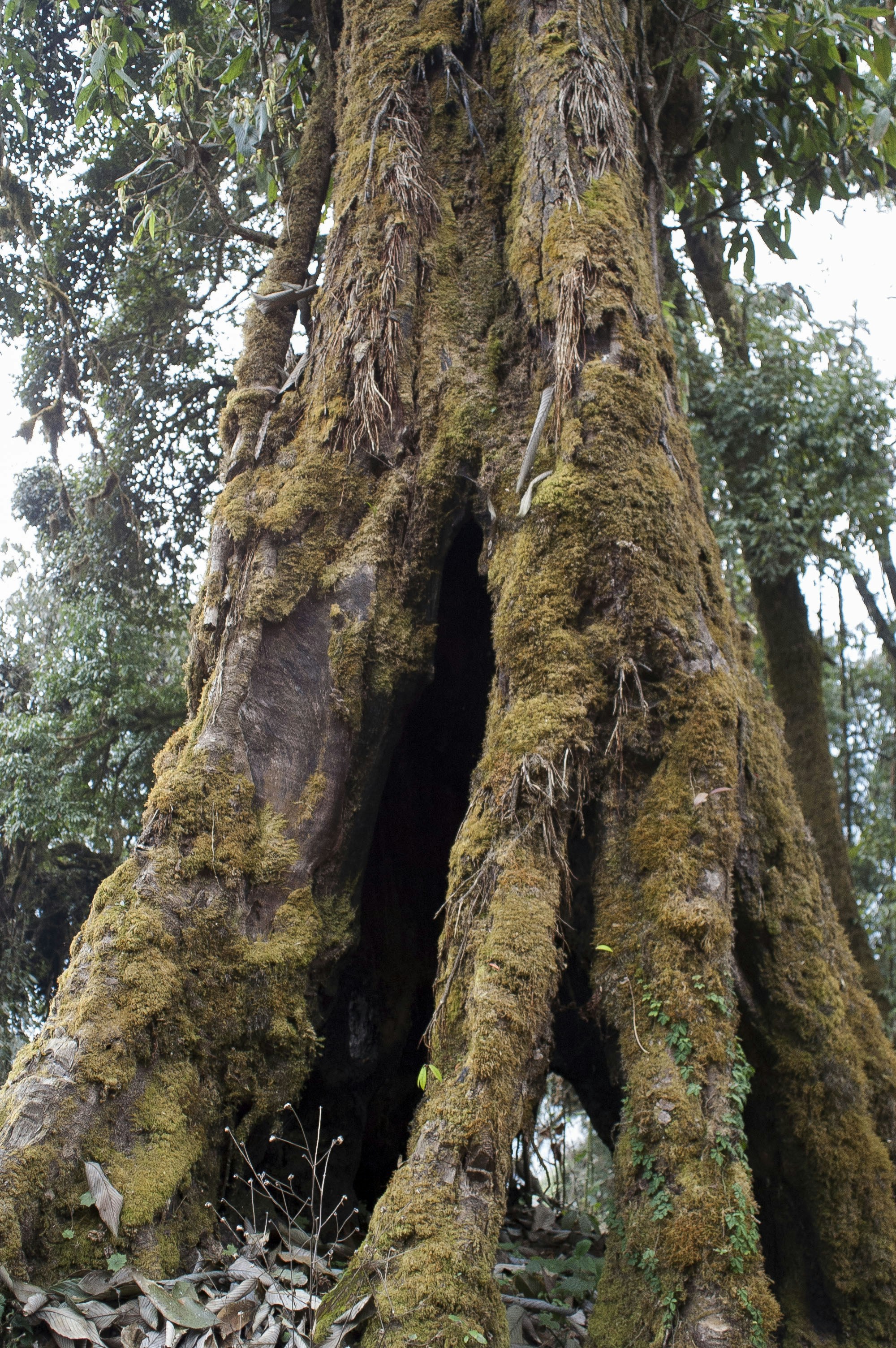 KONICA MINOLTA DIGITAL CAMERA | A large tree trunk is covered in moss.