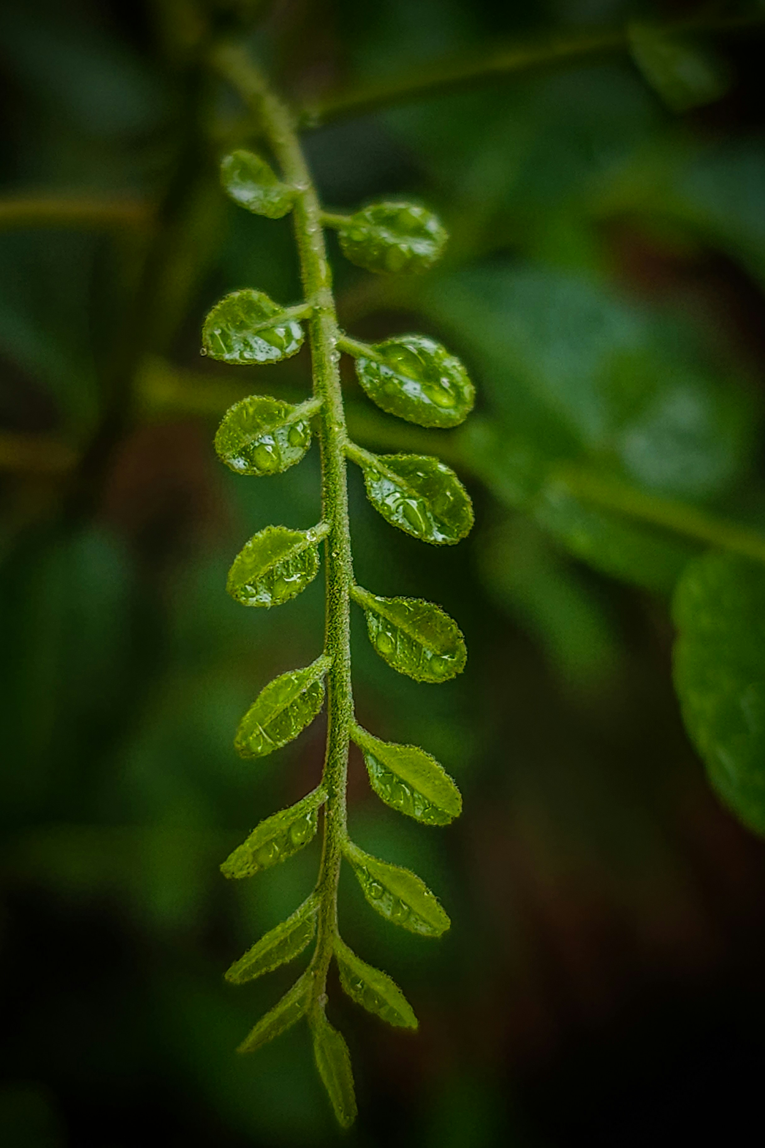 Whispers of Nature: A Leaf's Elegance