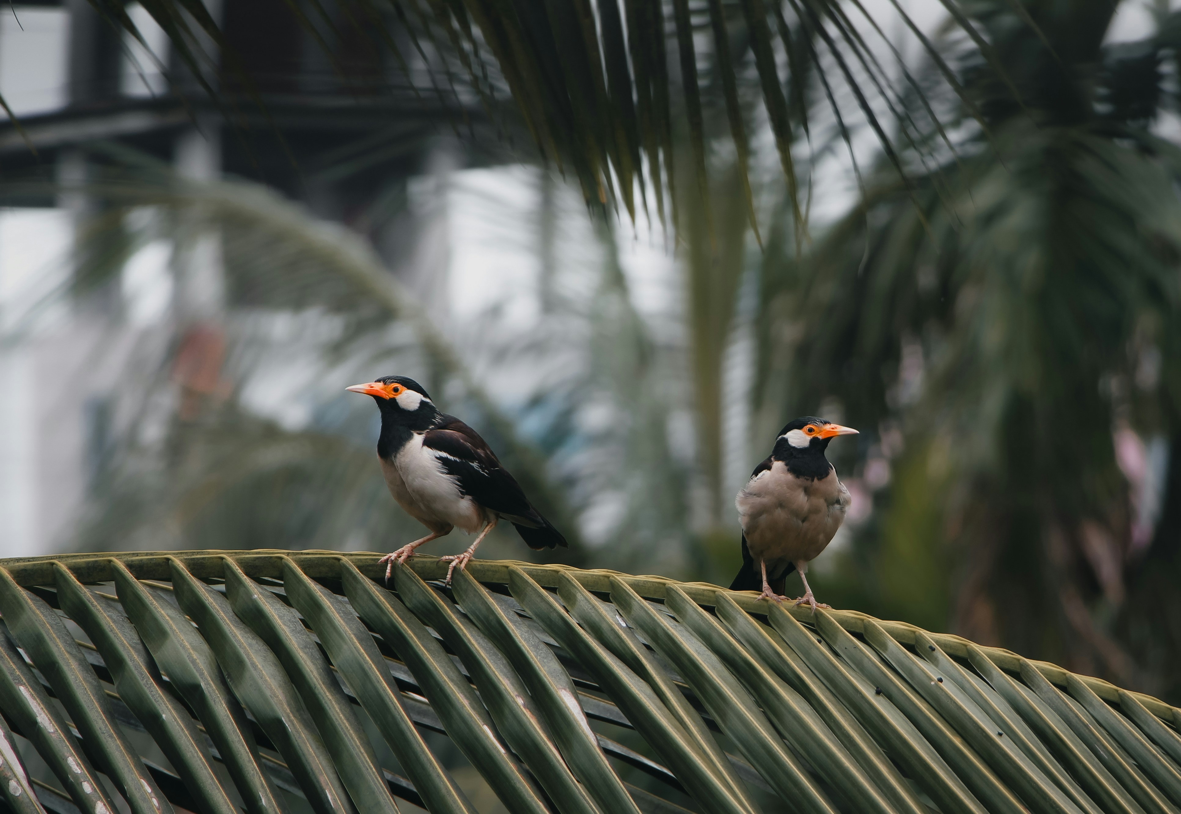 Black and White Asian Pied Starlings on Coconut Palm Leaves – Urban Tropical Wildlife | Two birds are perched on a leafy palm.