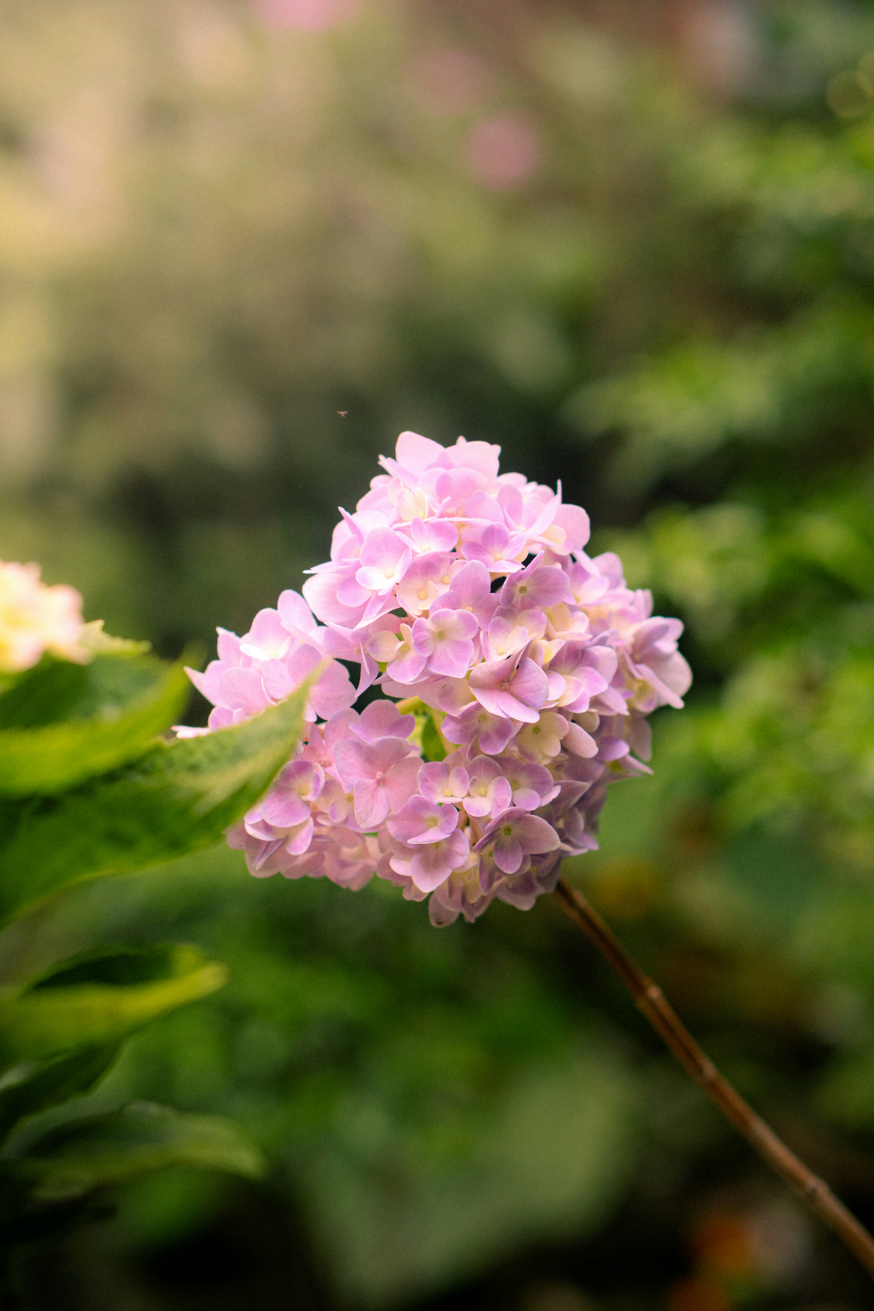 Delicate pink hydrangea blossoms framed by lush greenery in a serene garden setting.