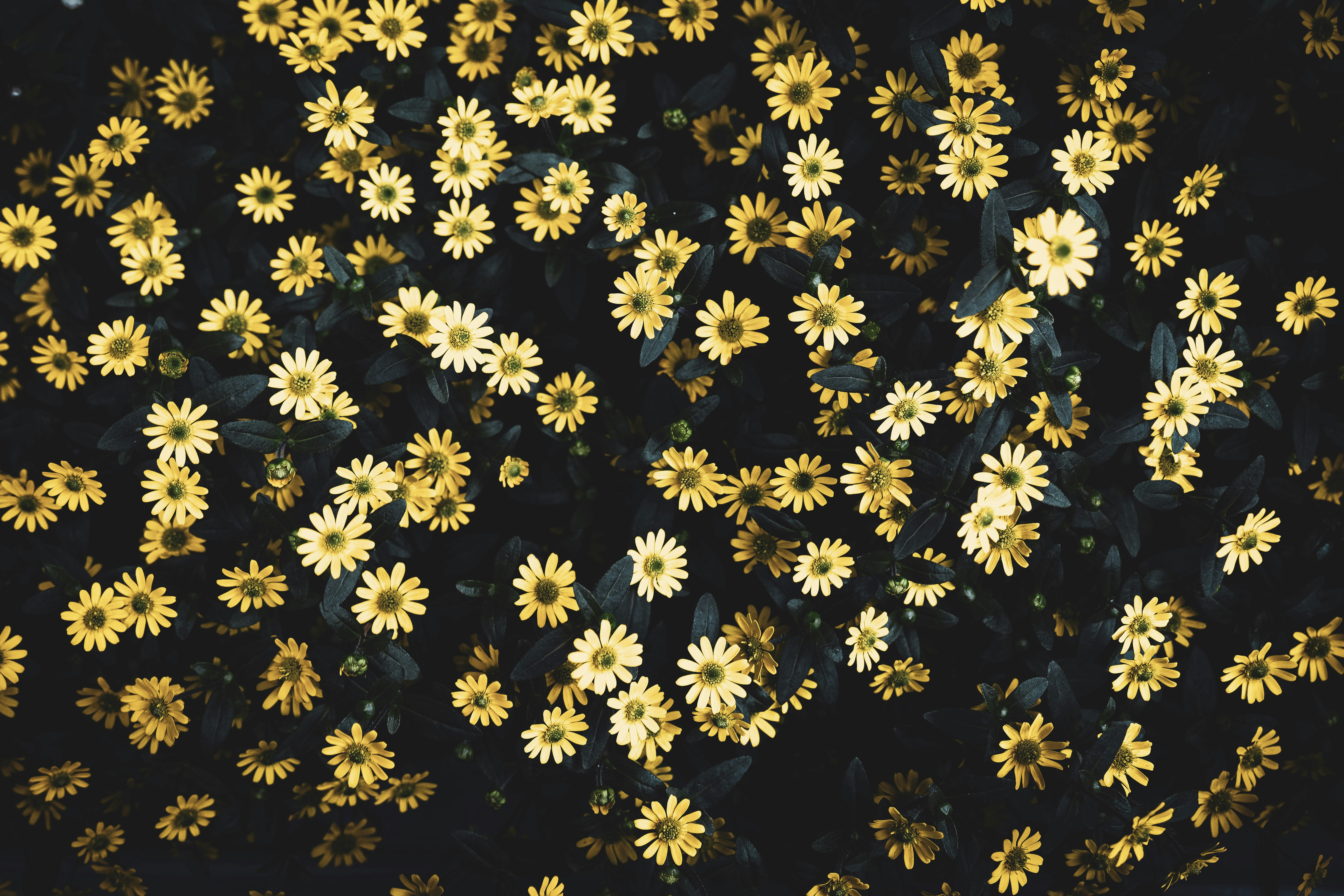 Yellow flowers bloom in a dark green garden.
