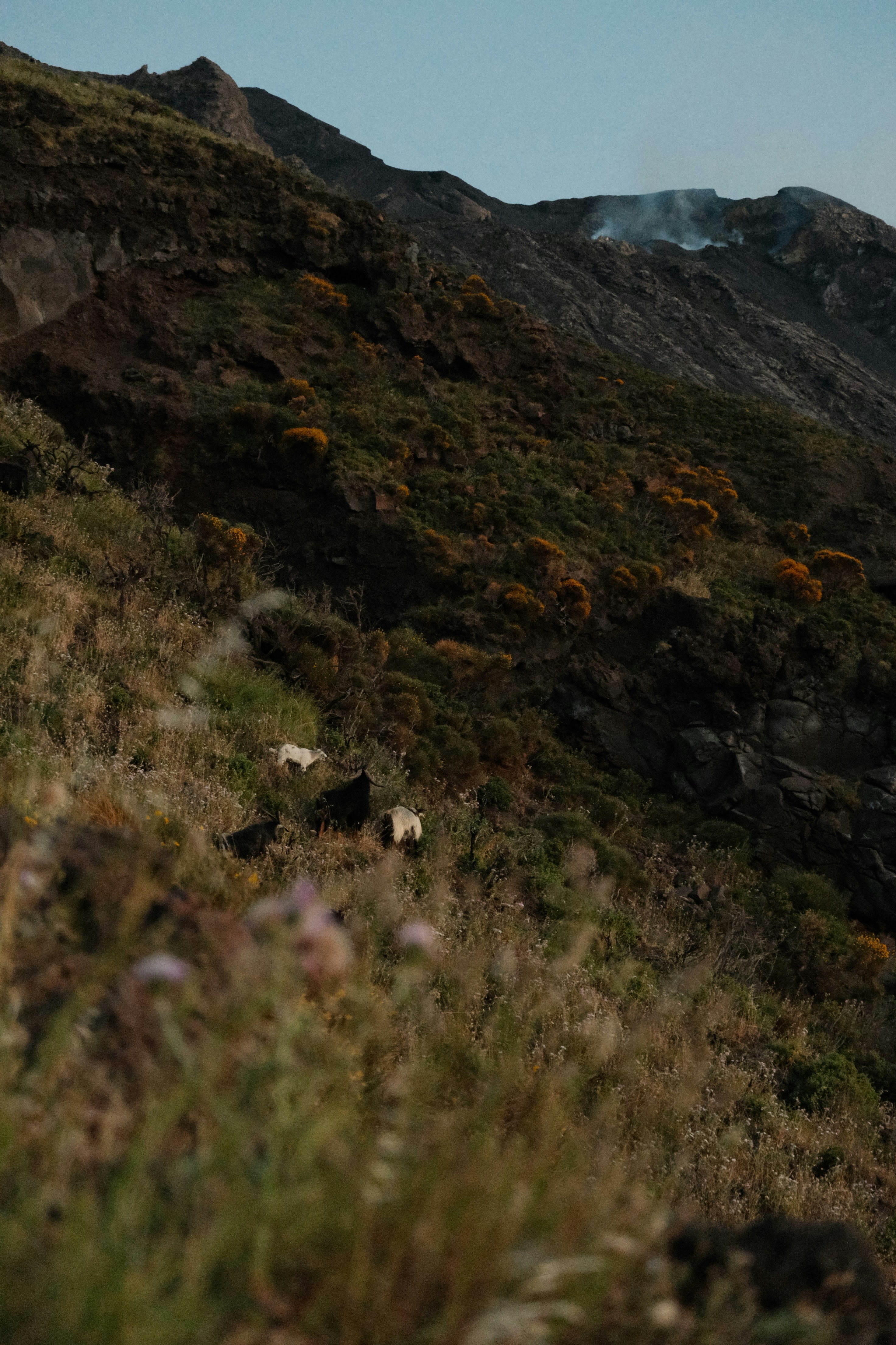 Goats graze on a rugged, mountainous hillside.