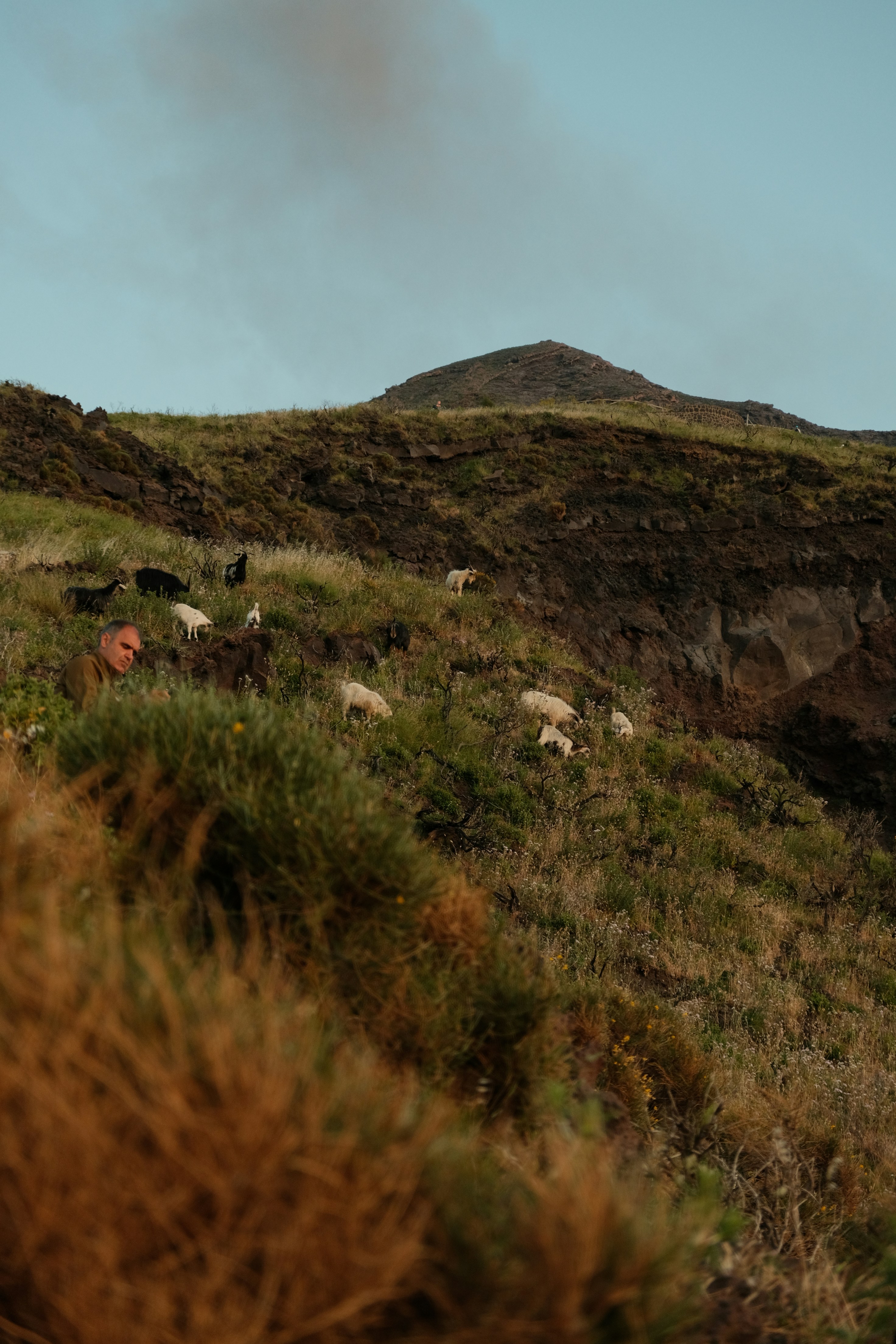 A shepherd tending to a flock of goats on a lush hillside, with a volcanic peak looming in the background. The scene captures the serene coexistence of man and nature.