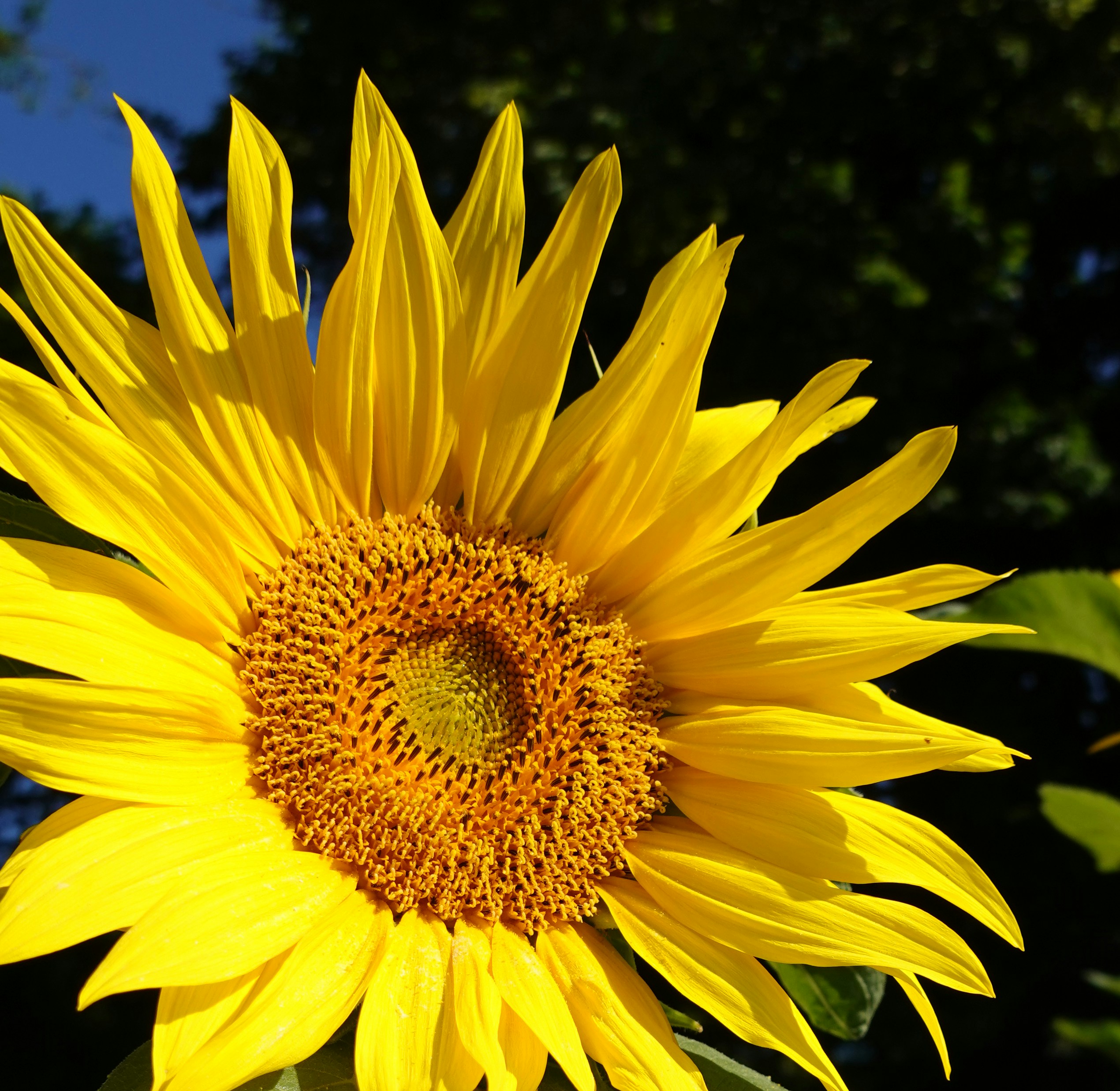 Vibrant sunflower displaying its intricate patterns and rich yellow petals against a backdrop of lush greenery.